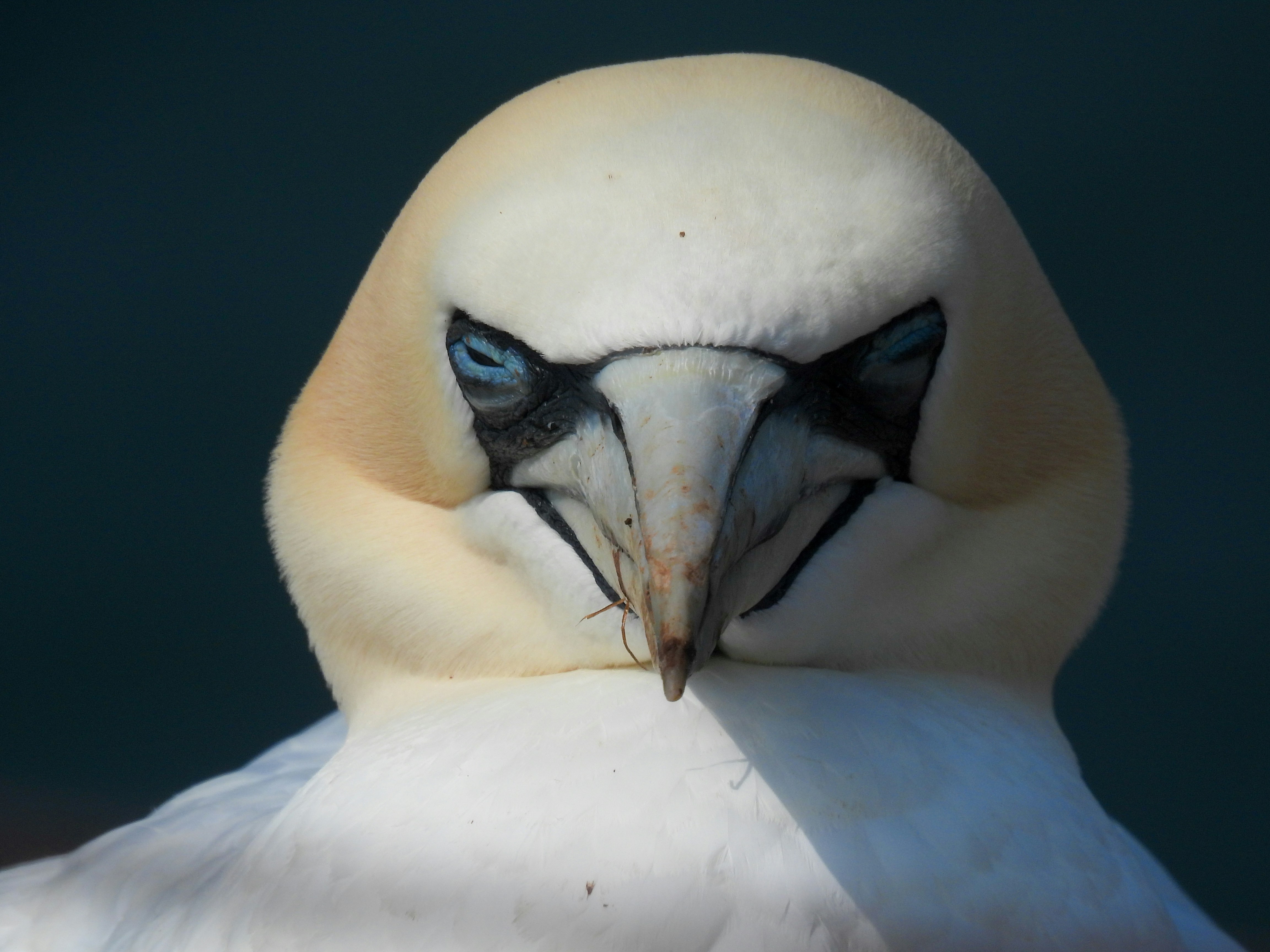 A gannet stares intently at the camera.