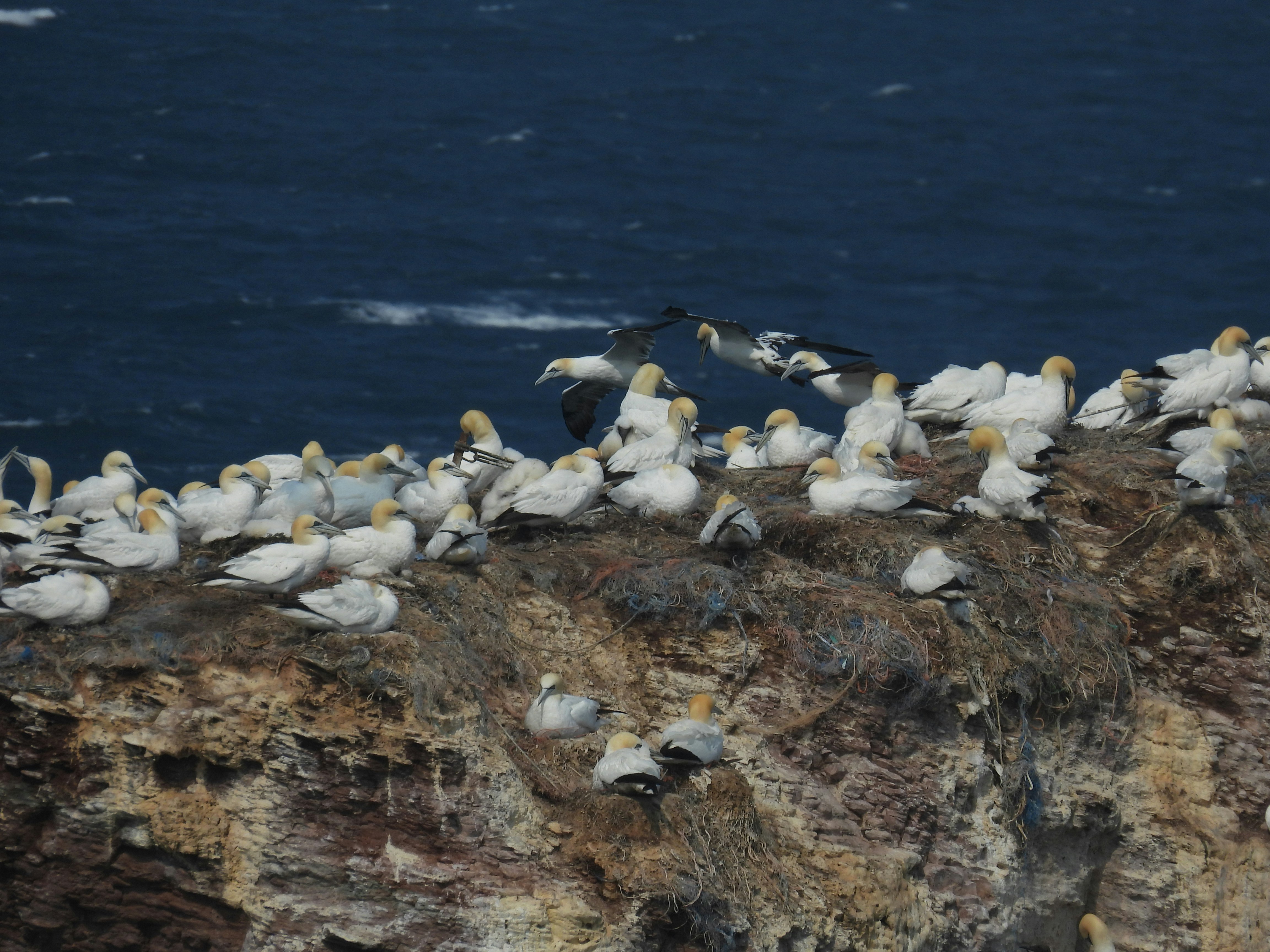 A colony of gannets resting on a rocky cliff, with the ocean waves crashing in the background.