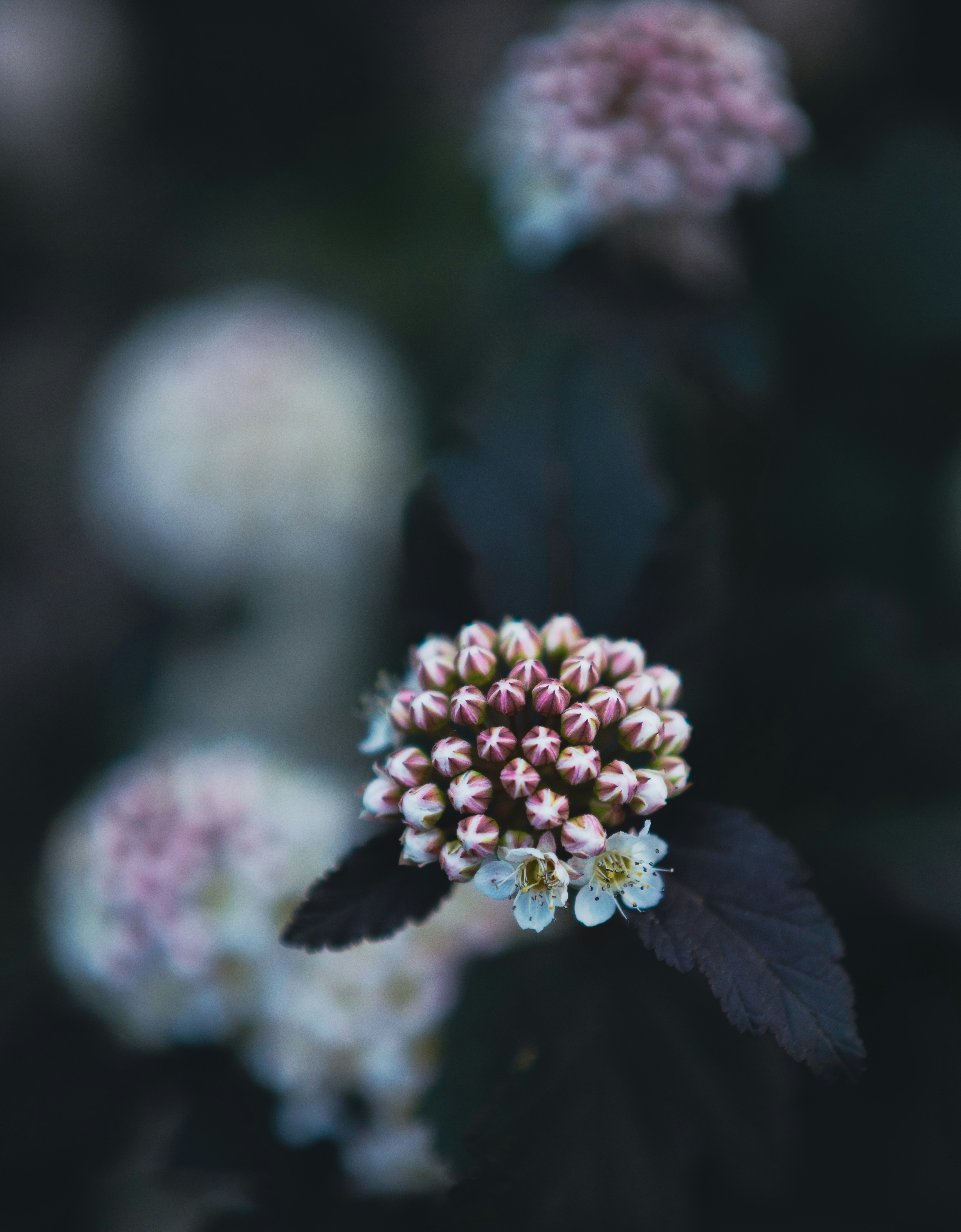 Blossom Macro: clustered pink blooms under moody bokeh