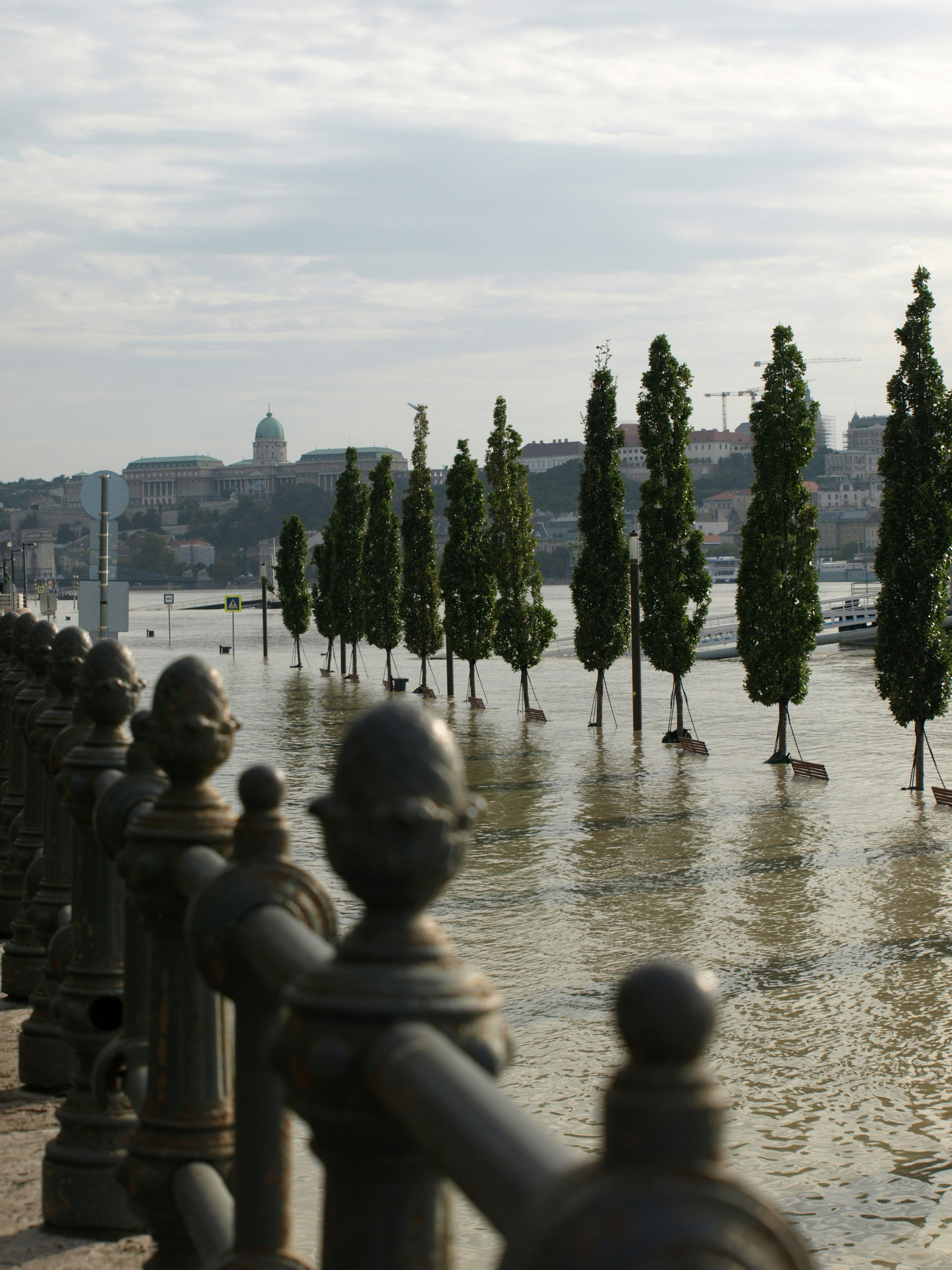 Flooded riverside with tall trees standing resiliently, and a historic skyline in the background. A sense of both beauty and challenge in urban nature.
