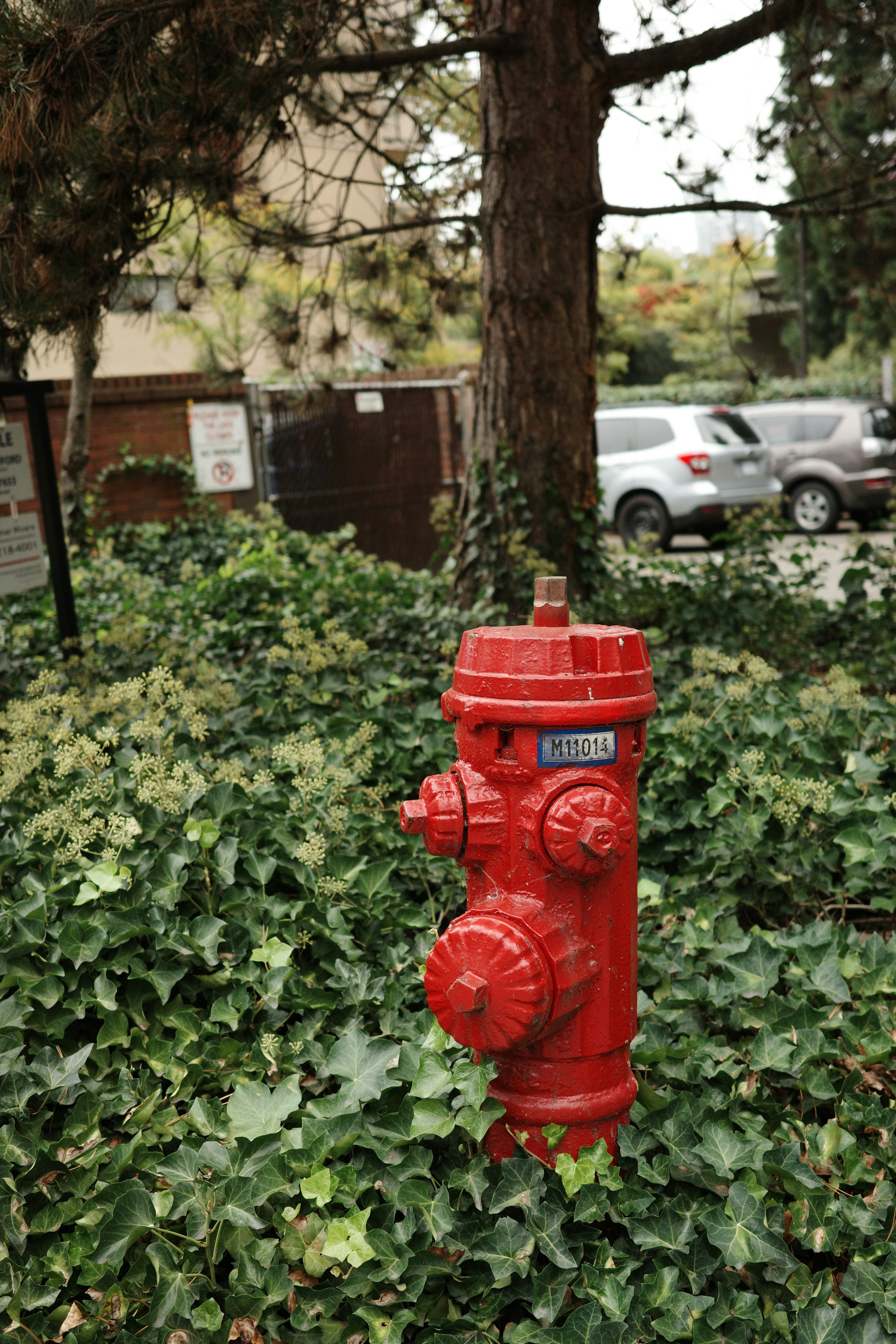 Urban Sentinel: The Fire Hydrant's Vigil