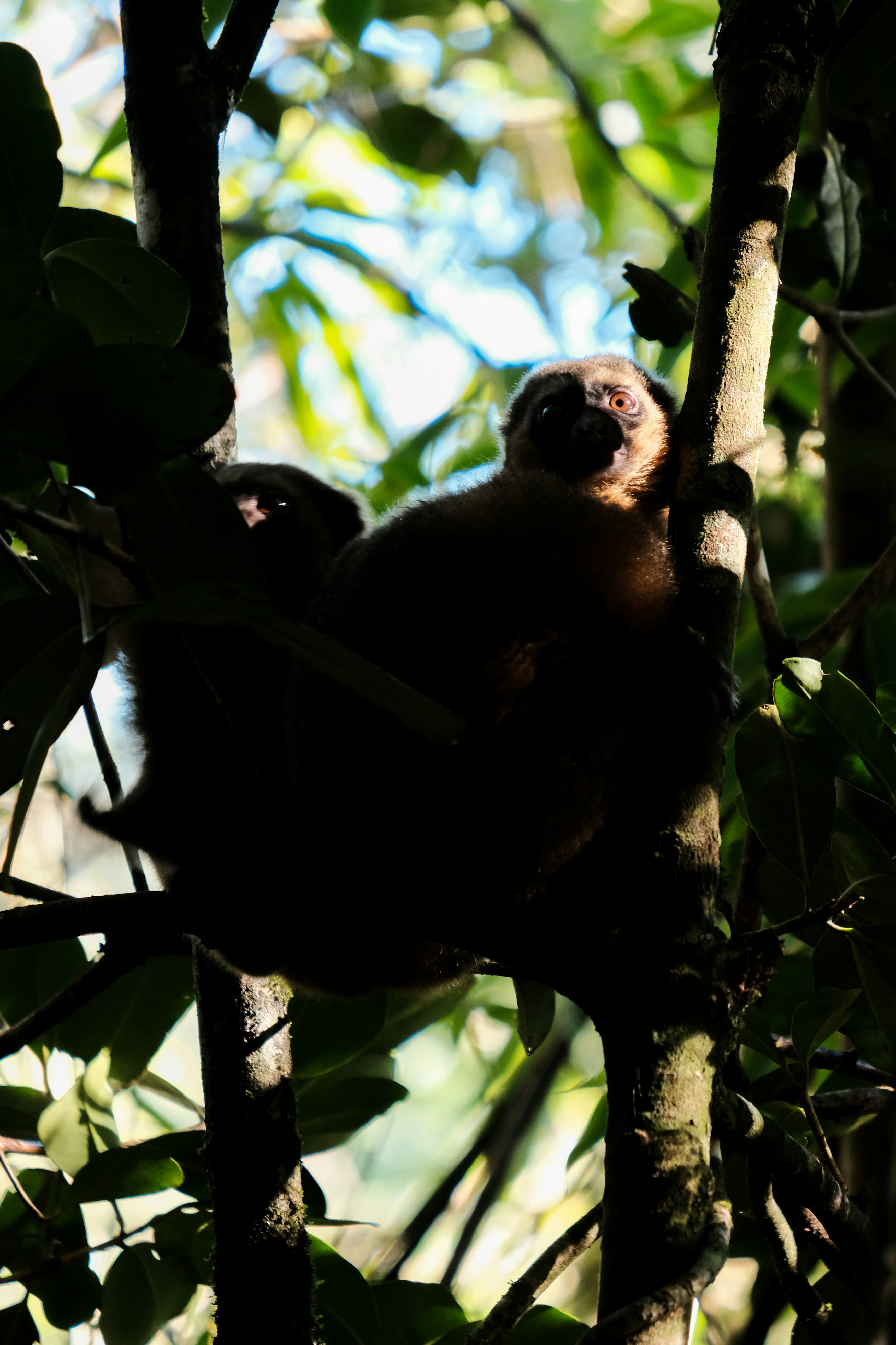Two monkeys nestled among the branches, partially obscured by foliage, showcasing their natural habitat. The play of light highlights their features amidst the dense greenery.