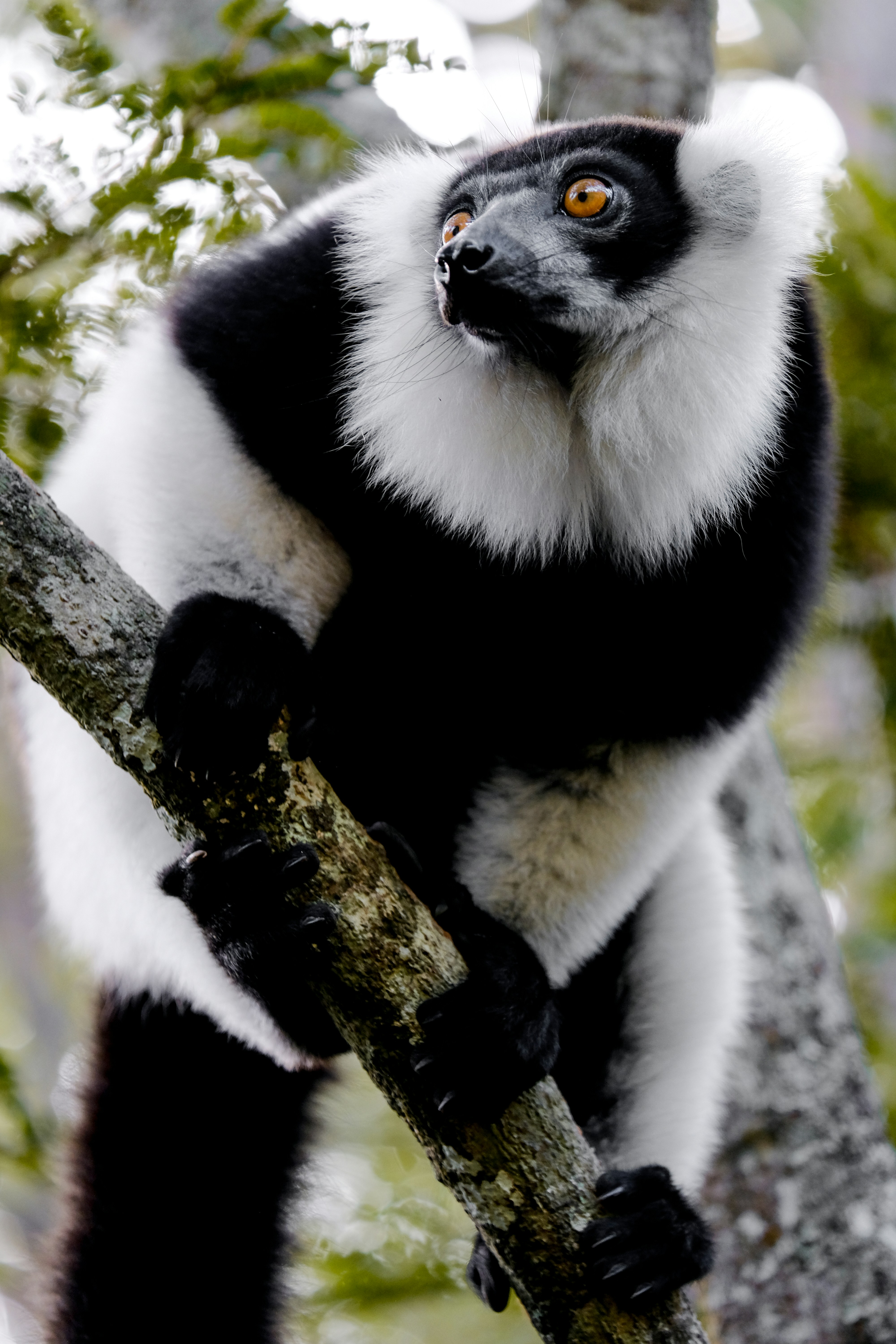 Curious Lemur in the Canopy