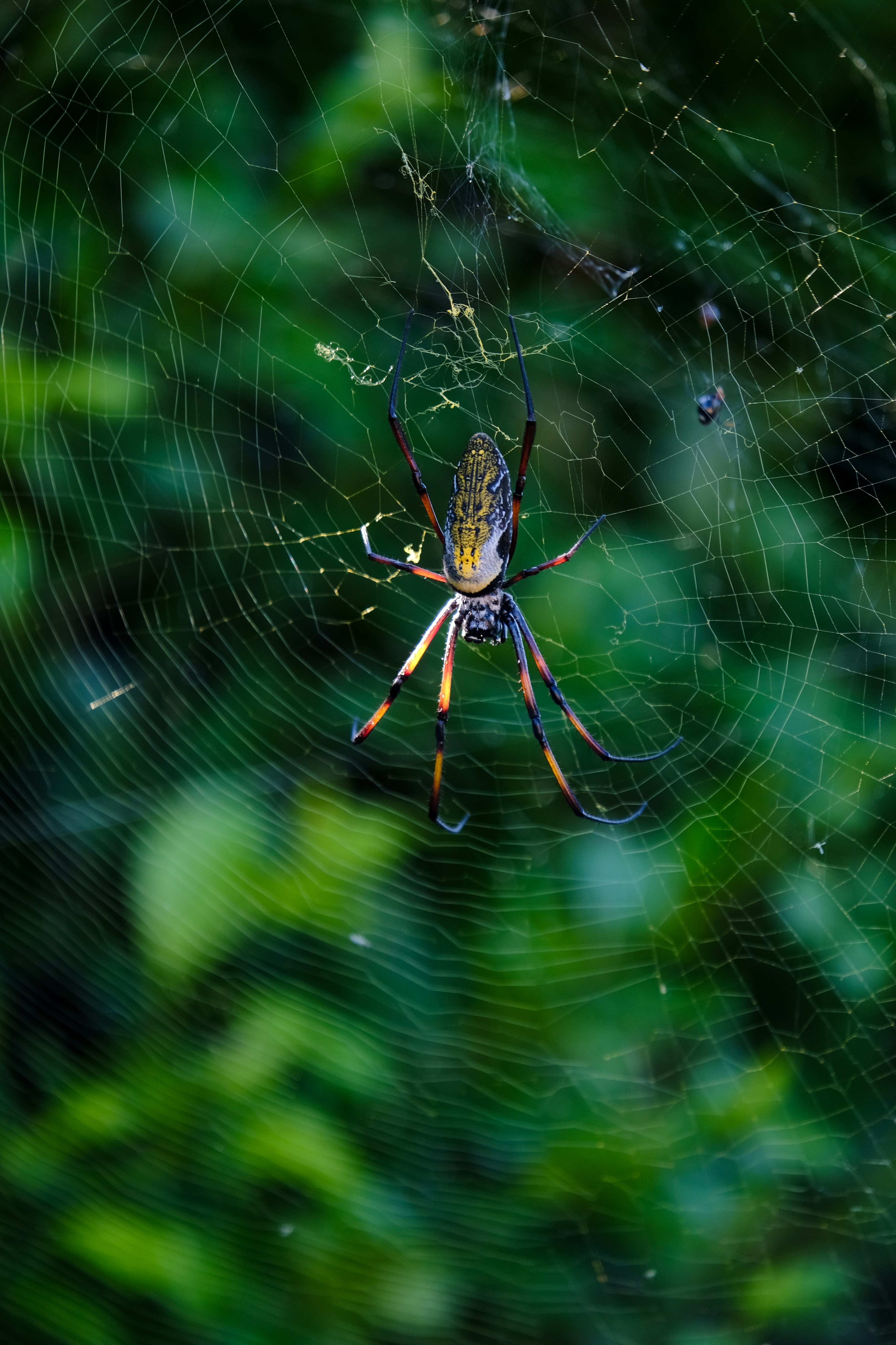 A vibrant spider suspended in its intricately woven web, set against a lush green background. The delicate strands of the web glisten with morning dew.