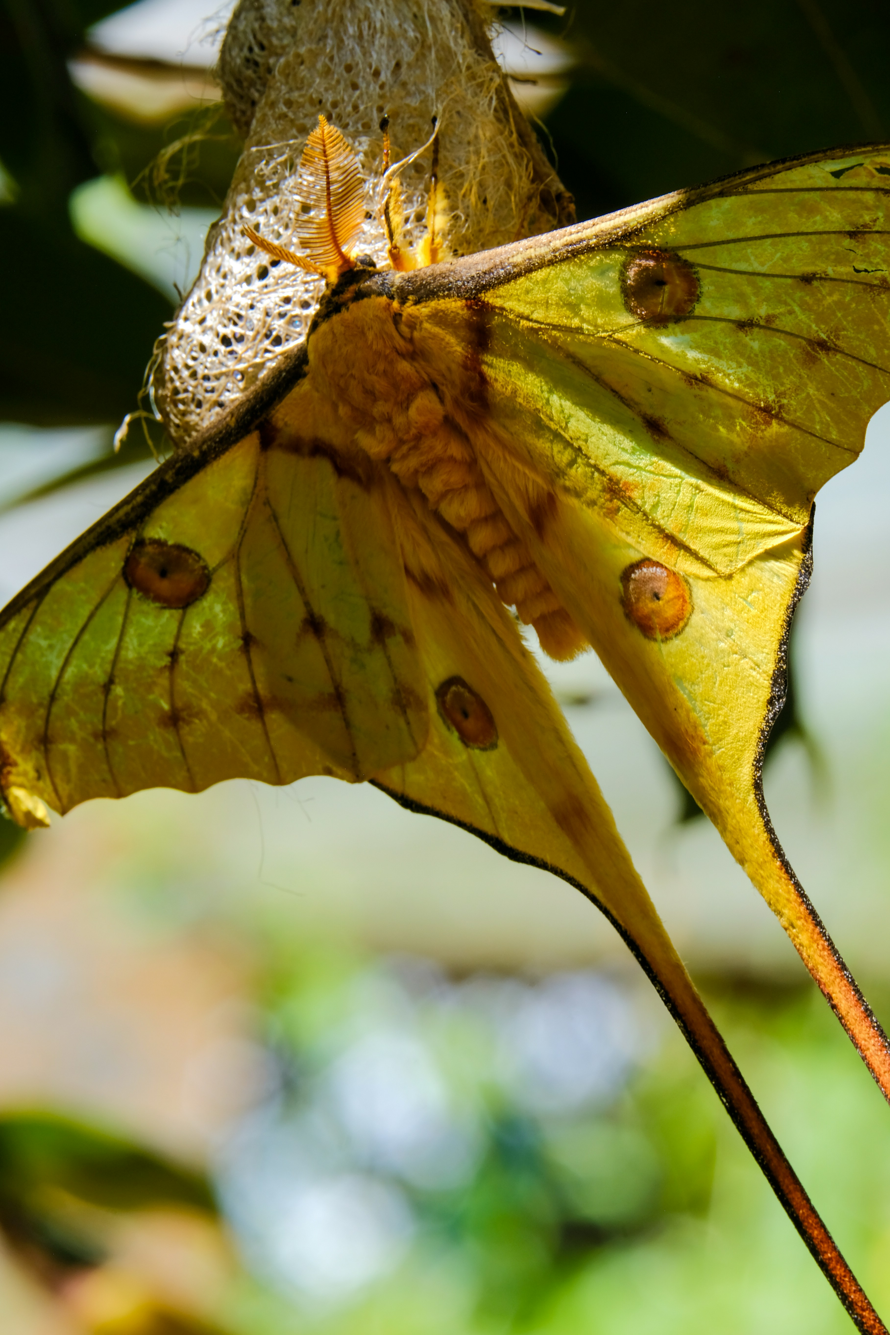 Emergence of the Golden Giant