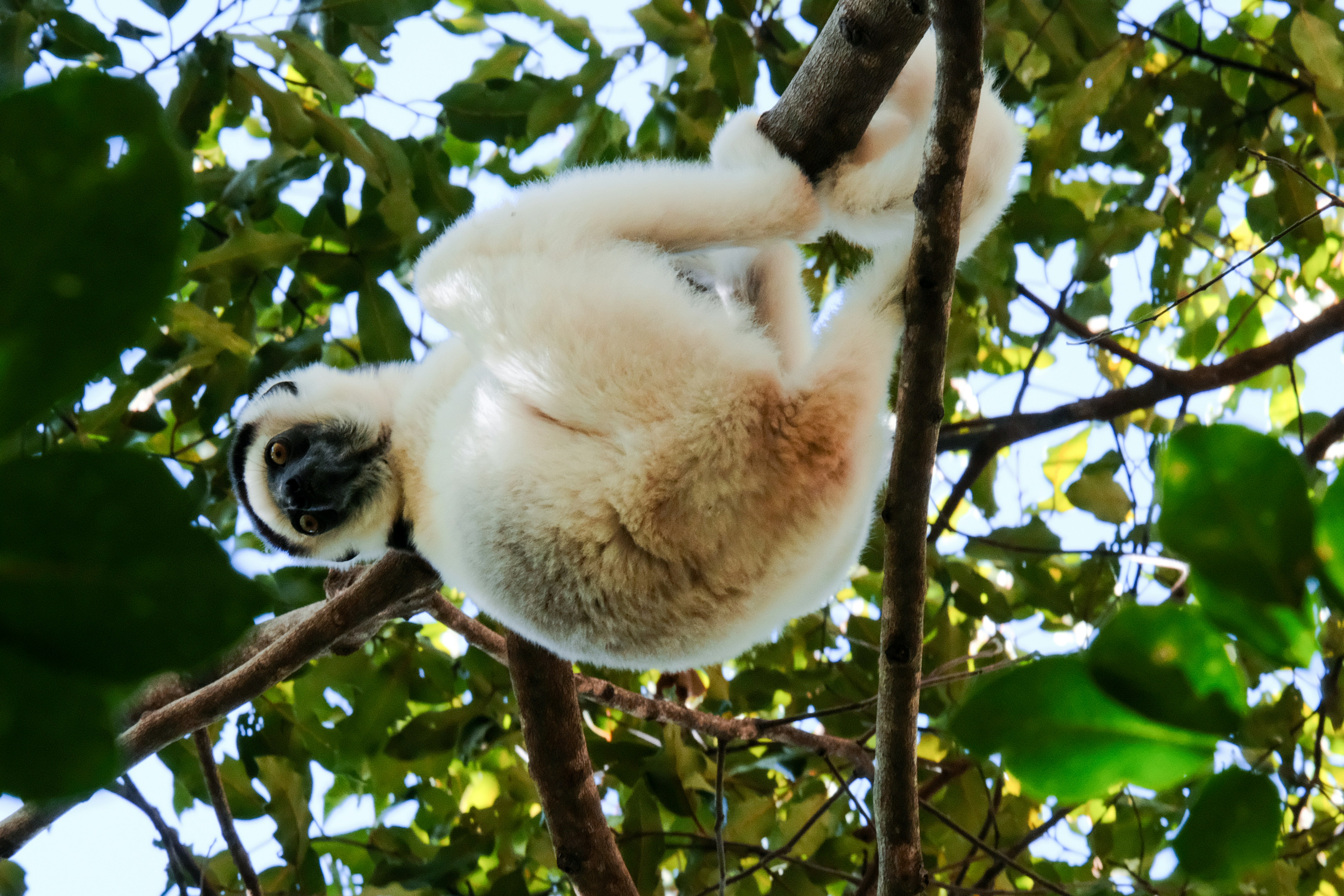 The Upside-Down Gaze of a Curious Lemur