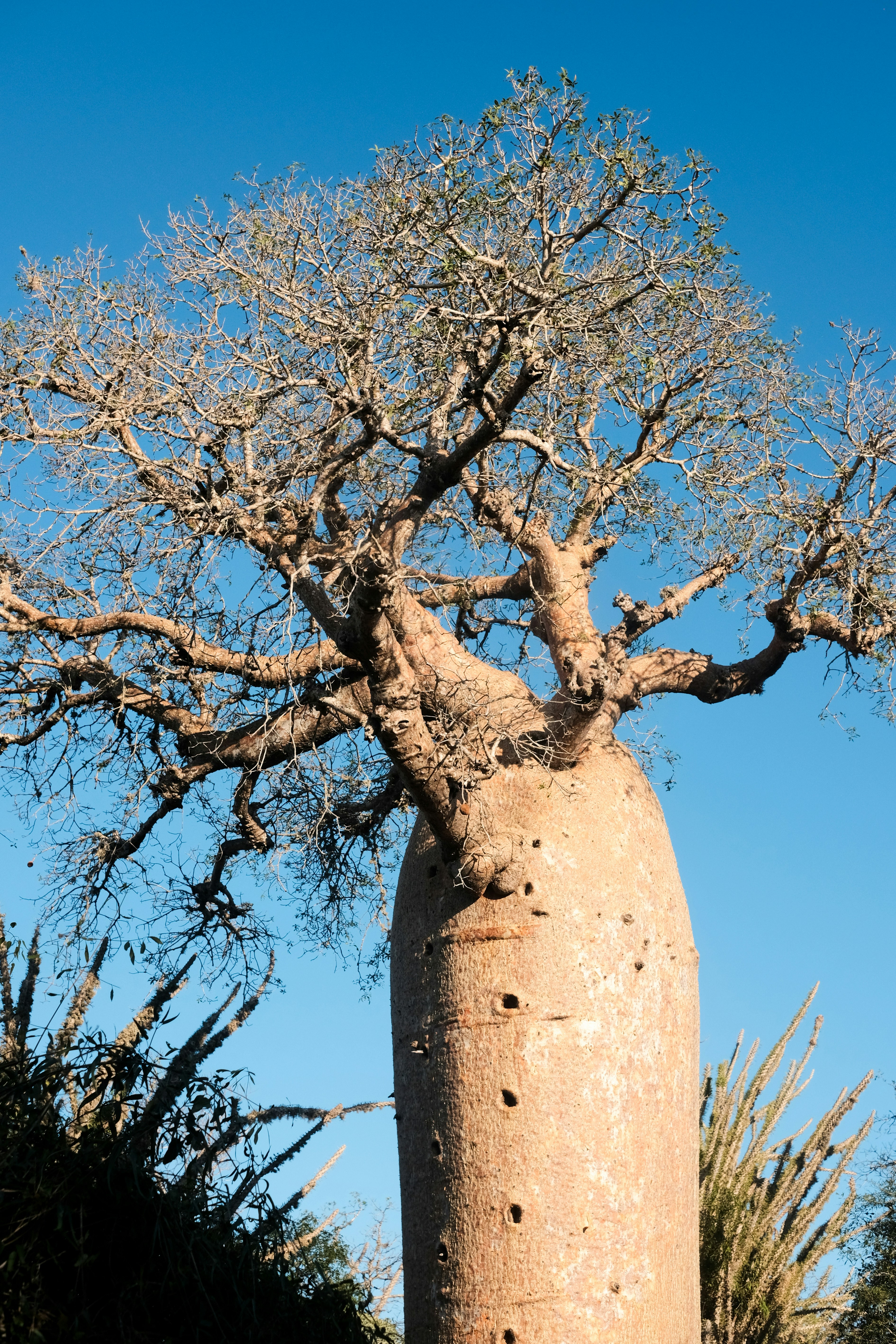 Azure Crown: A Gnarled Trunk Reaching Toward the Blue Sky