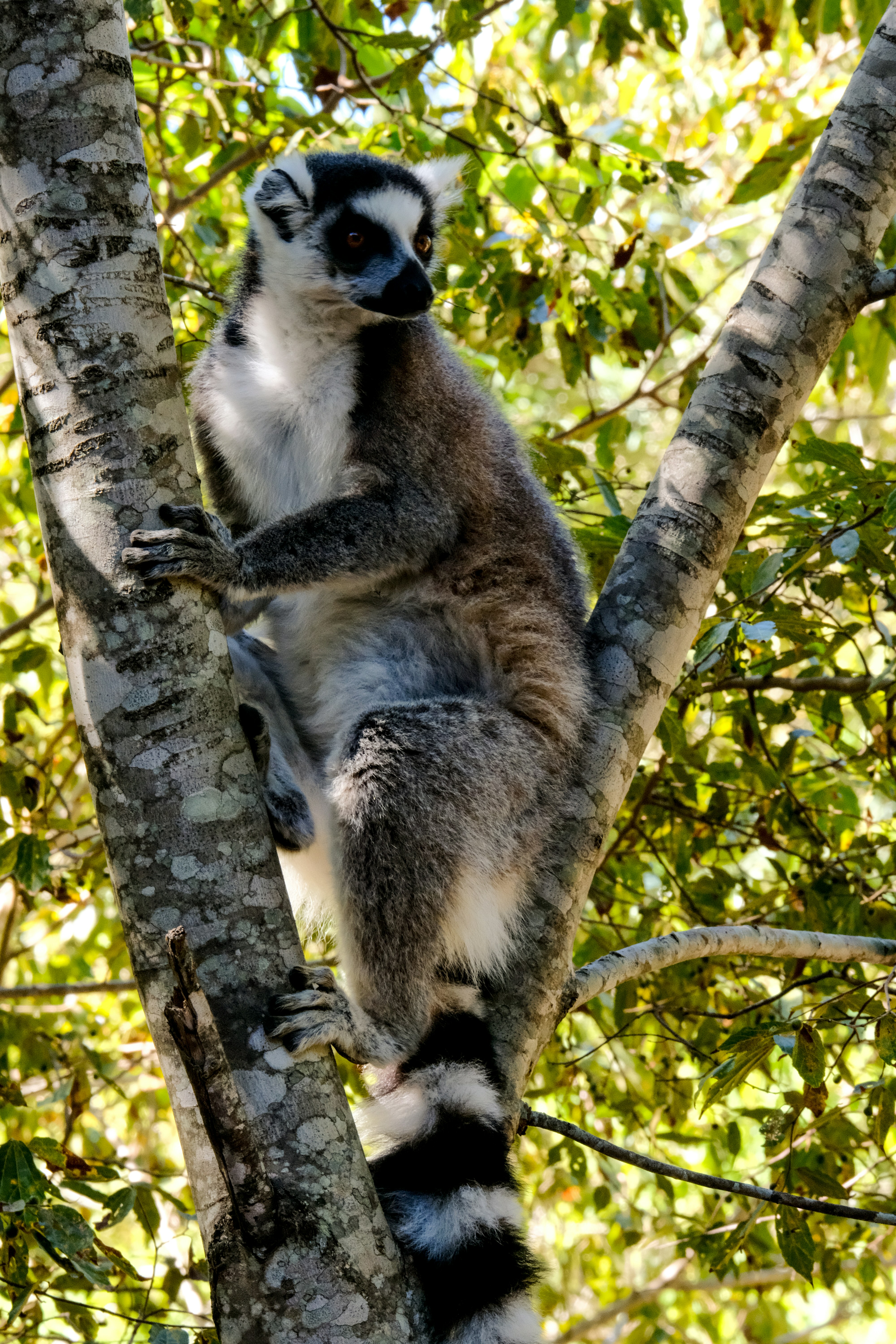 A ring-tailed lemur perches in a tree. photo – Free Animal Image on Unsplash