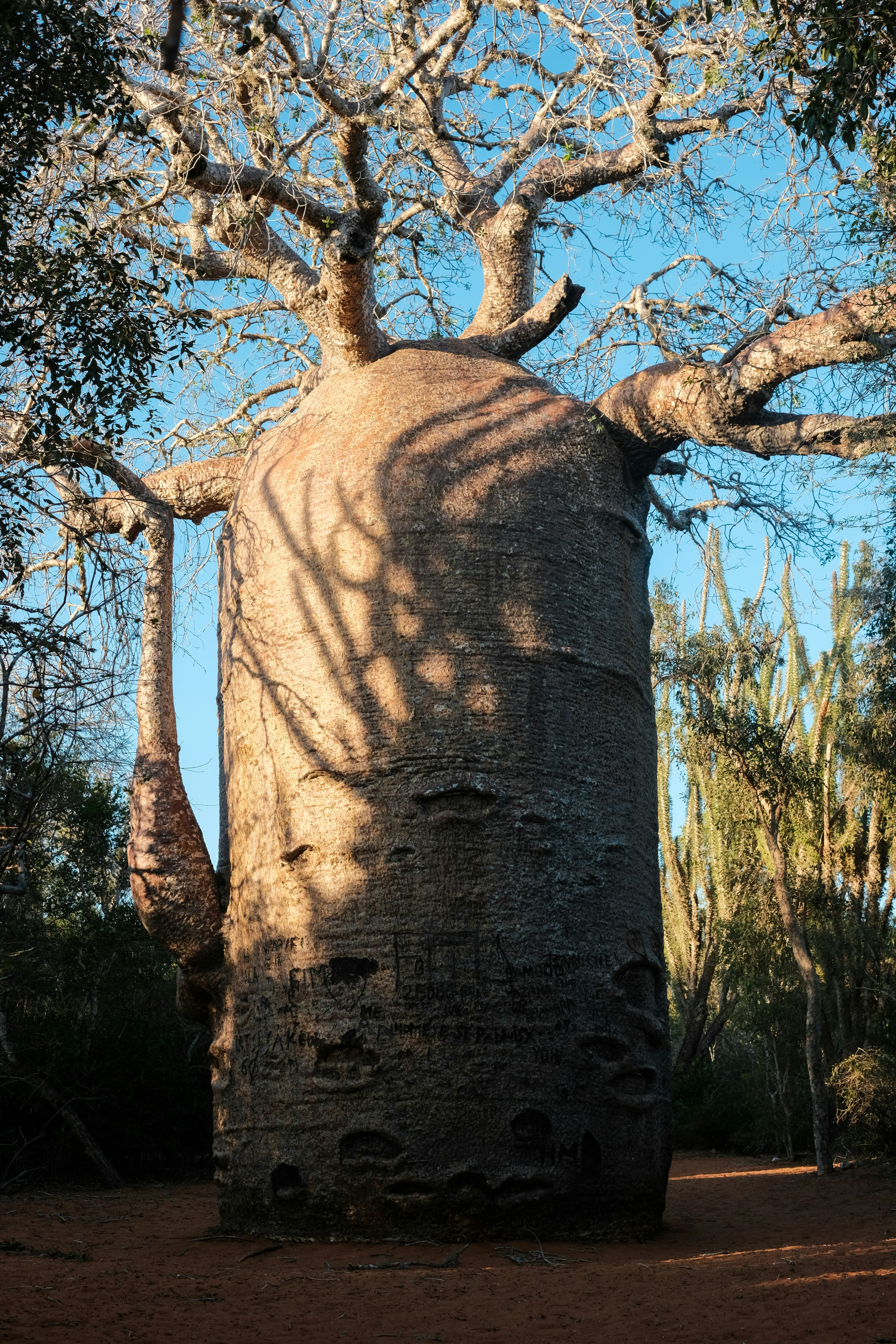 Midday Glyphs: Shadow-Patterned Baobab in Red-Earth Light