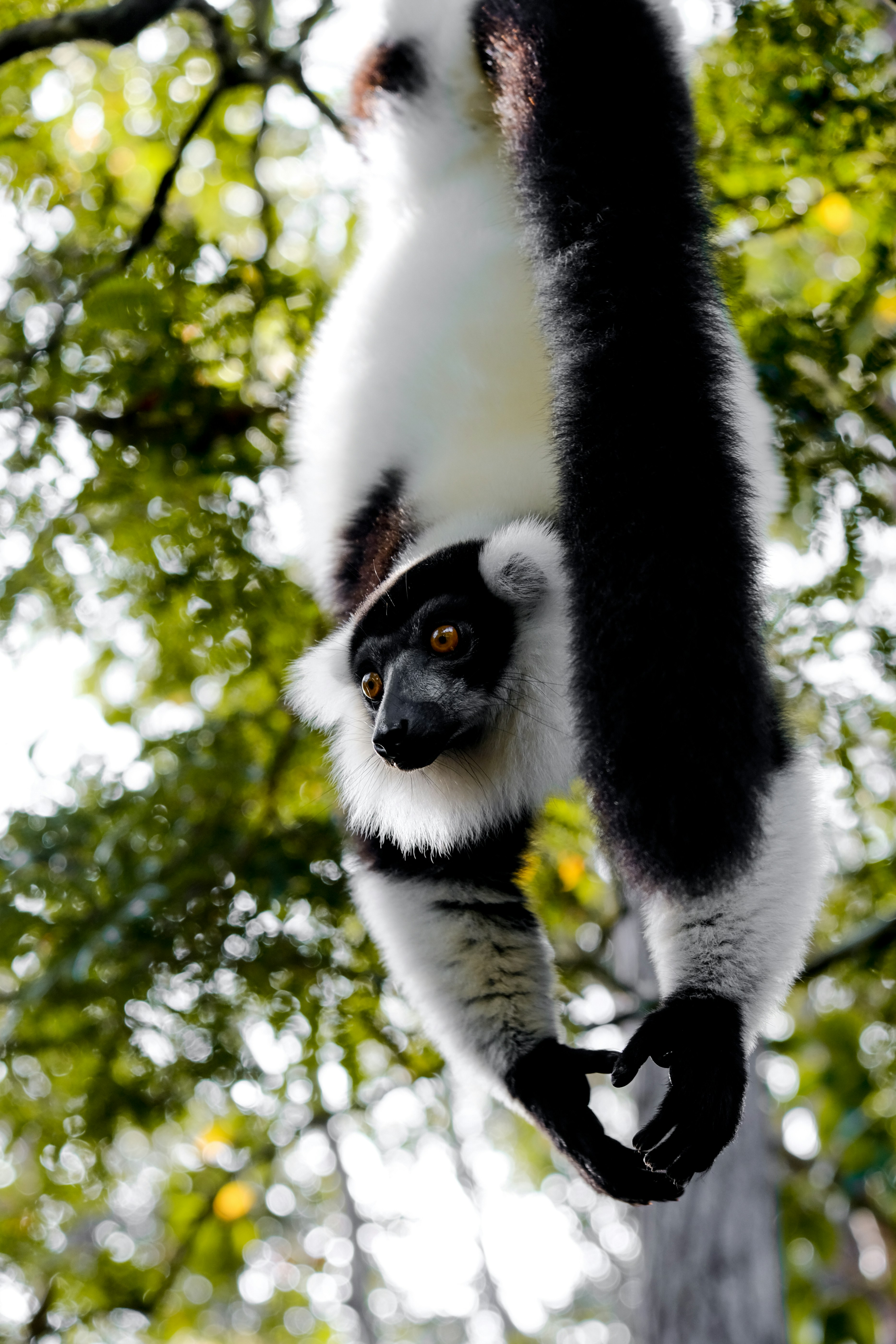 Canopy Acrobat: A Gibbon Suspended in Dappled Light
