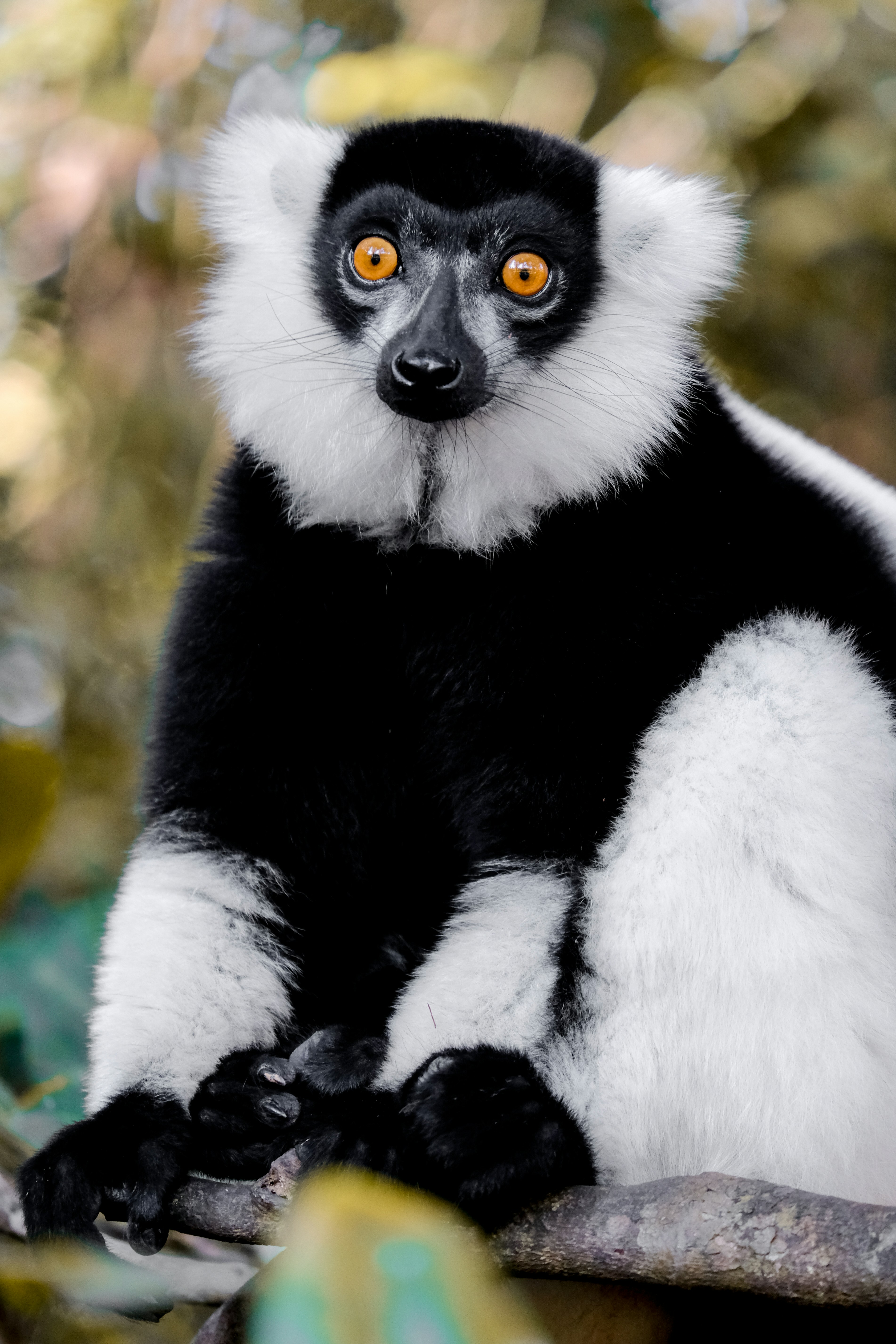 Amber-eyed lemur perches contemplatively on a mossy branch