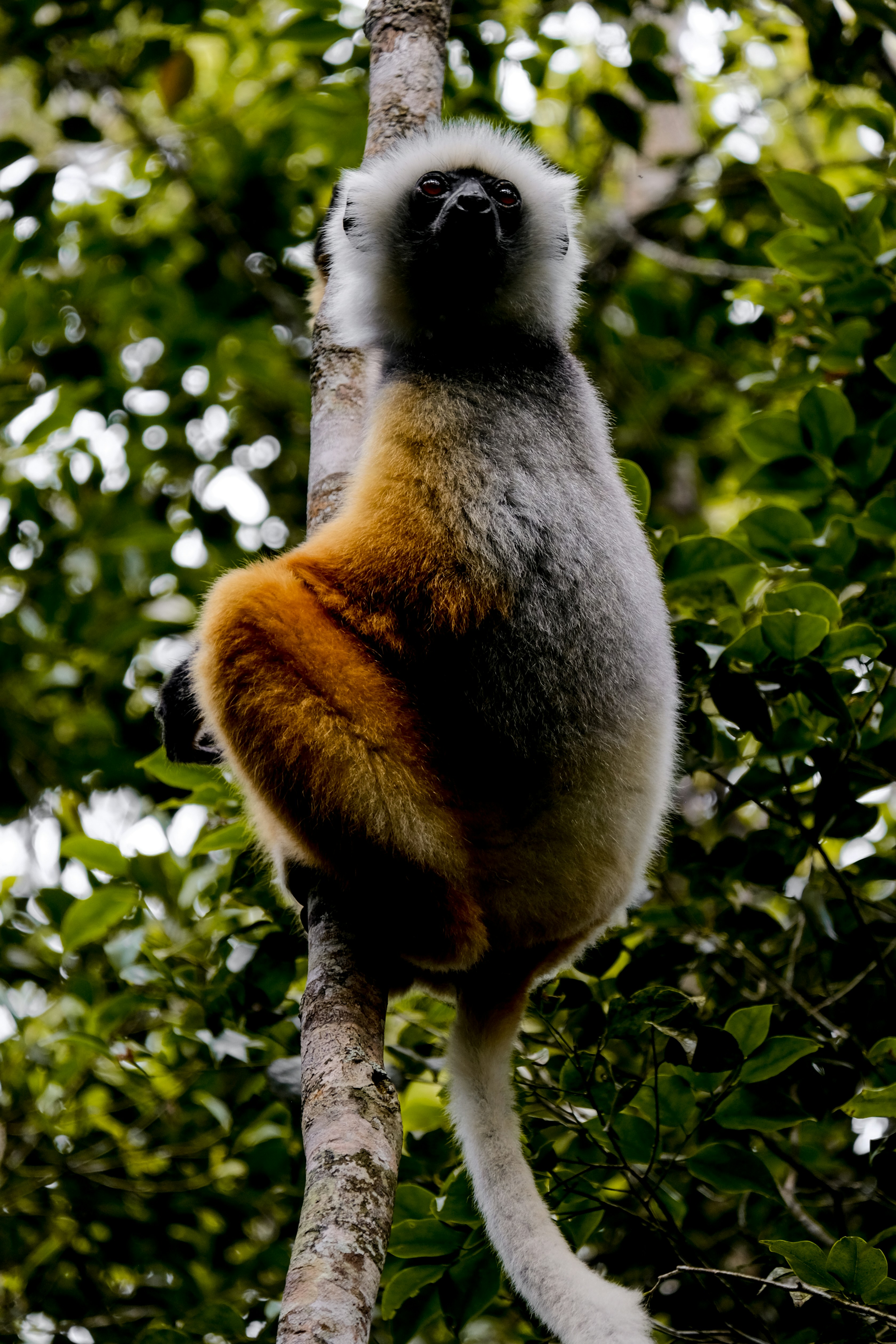 A gray and orange monkey perched on a tree branch, surrounded by lush green foliage. Its curious gaze captures the essence of its natural habitat.