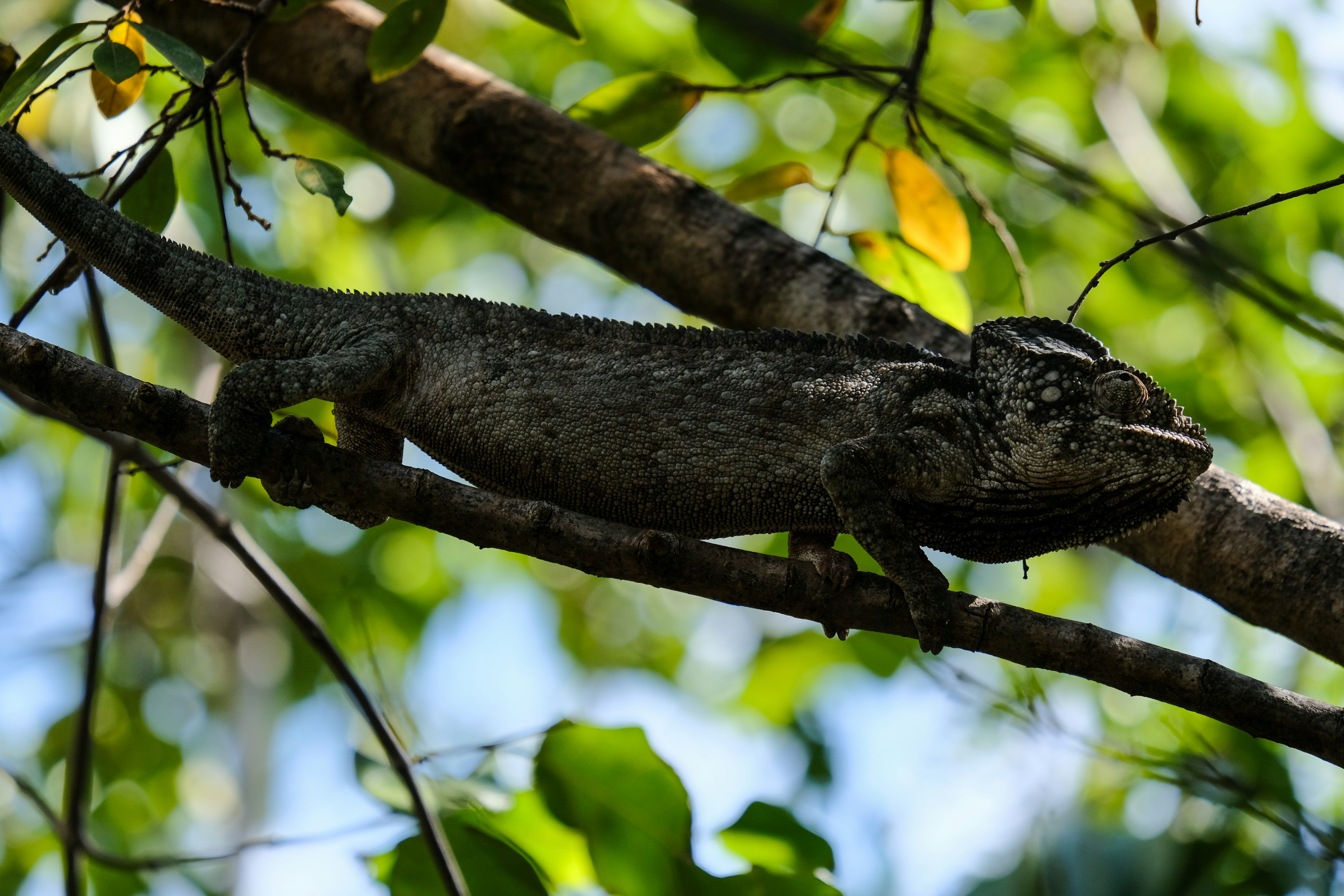 Chameleon resting on a branch, surrounded by lush green foliage. The intricate textures of its skin blend harmoniously with the natural environment.