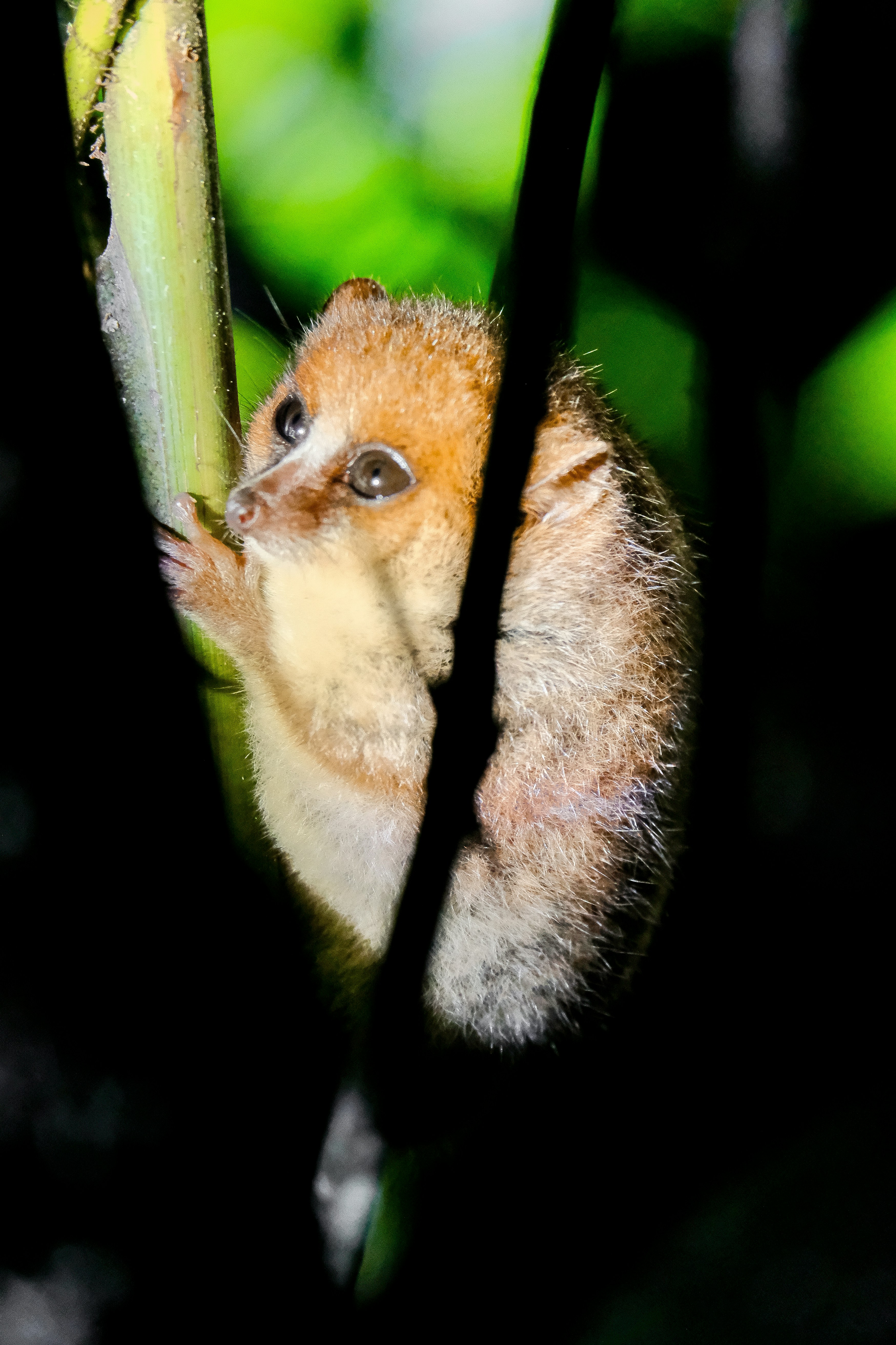 Clinging Glimpse: A Tiny Primate Clutching a Stem in Night Light