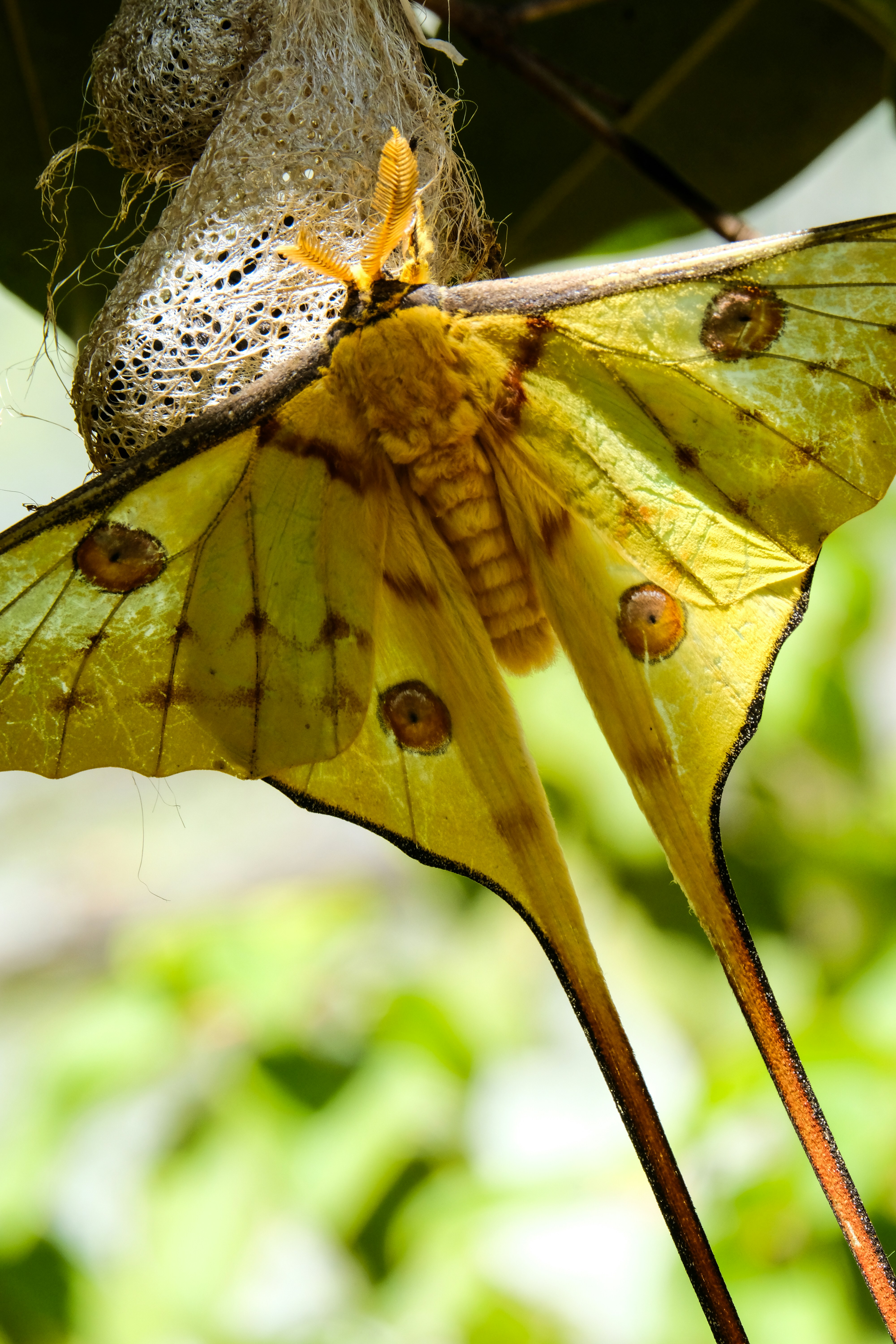 Gold-Winged Swallowtail Against Silk and Sunlight