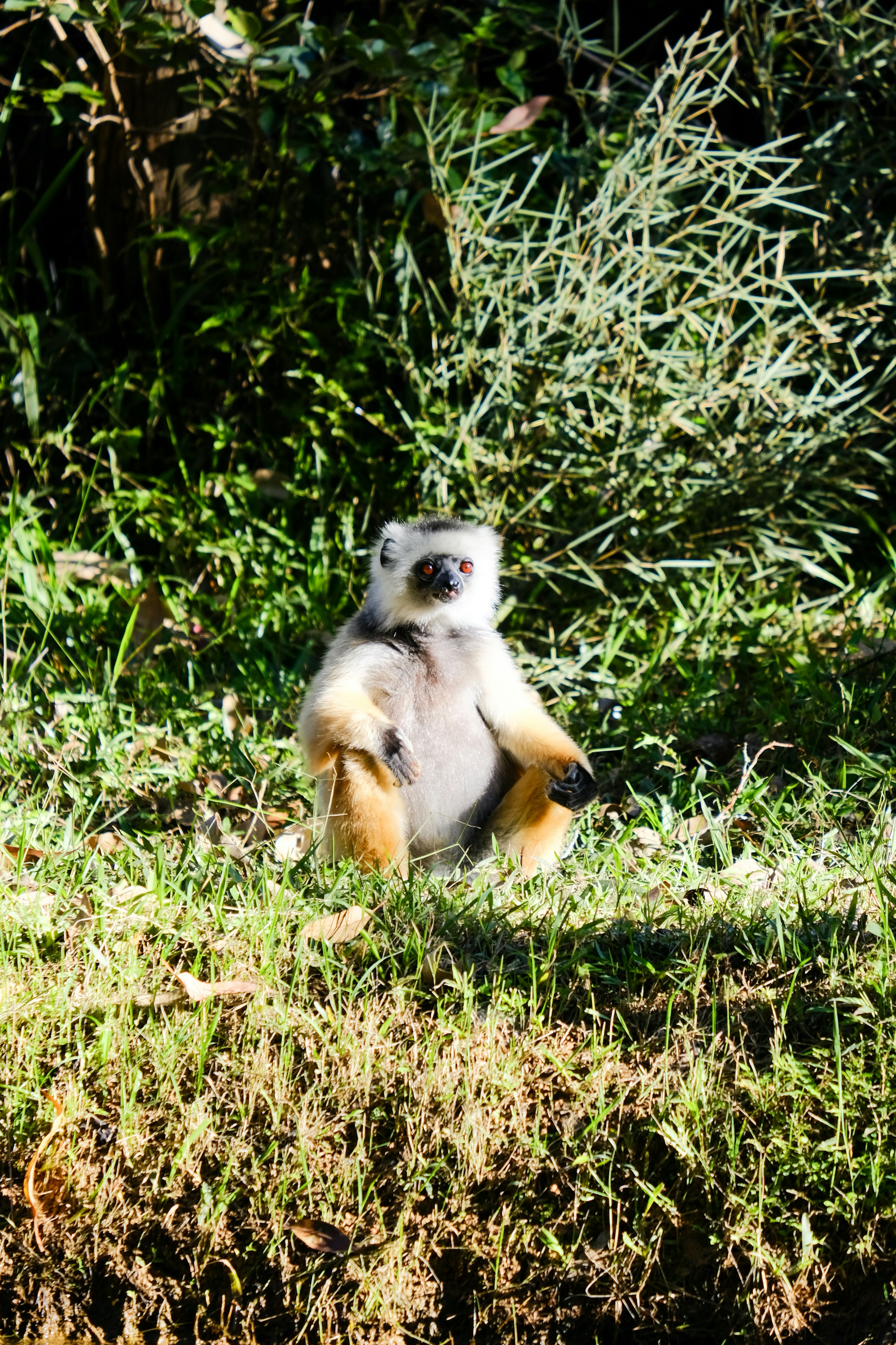 Young Vervet-like Monkey Emerges from Green Underbrush