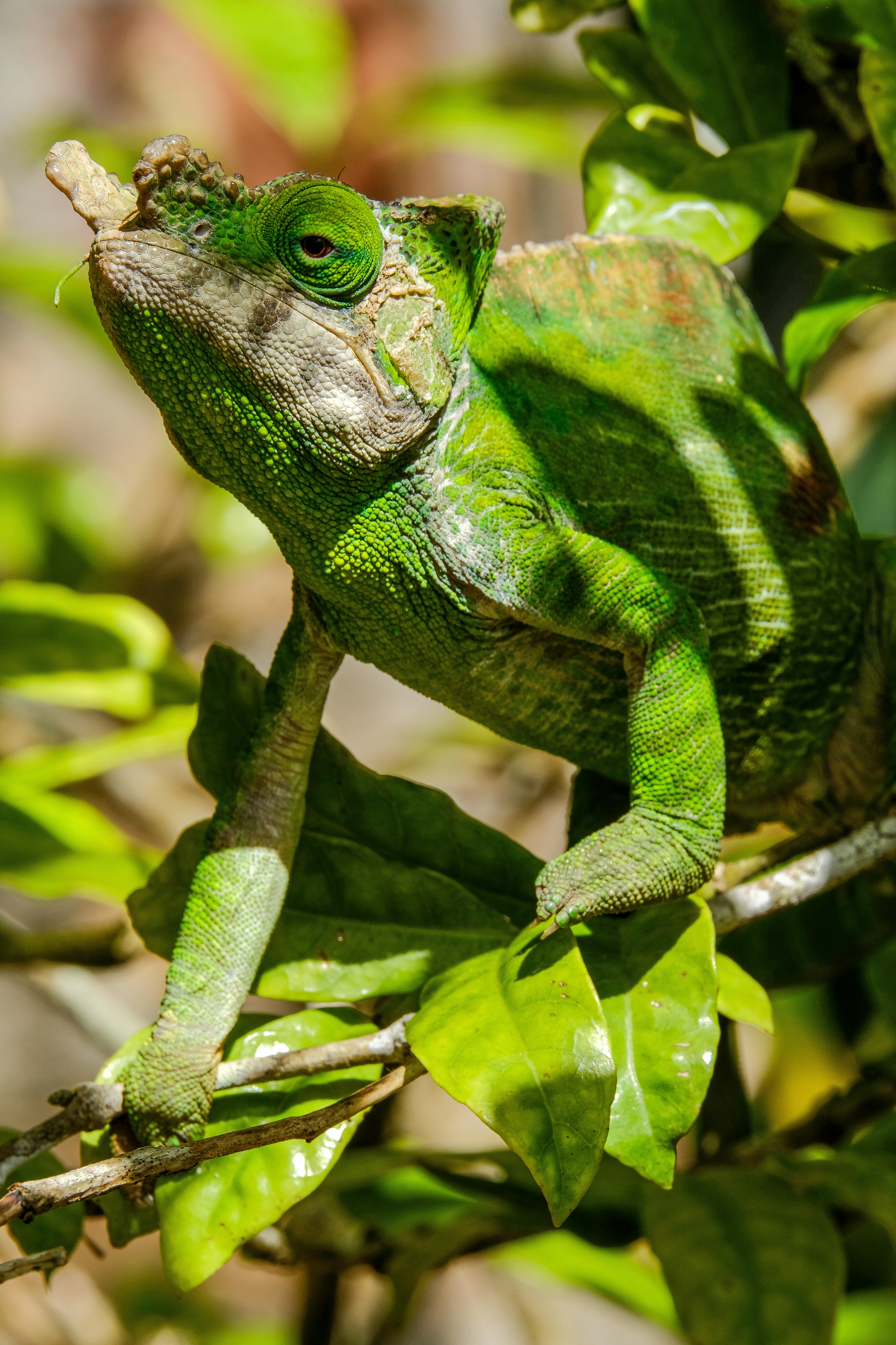 A vibrant green lizard perched on lush leaves, showcasing its intricate scales and keen gaze. The sunlight highlights its vivid coloration.