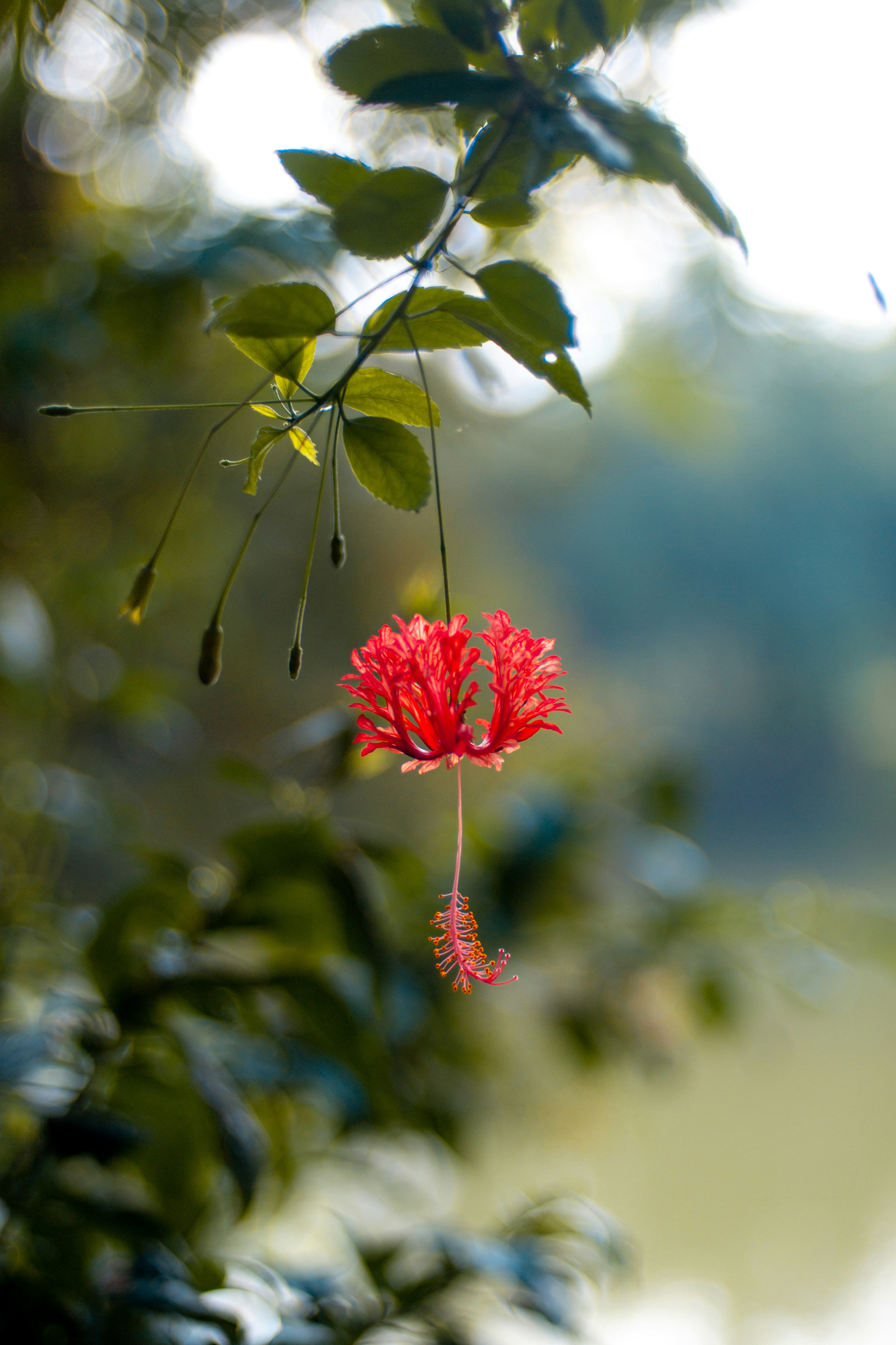 Crimson Hibiscus Pendant Hovering Over a Quiet, Sunlit Lake