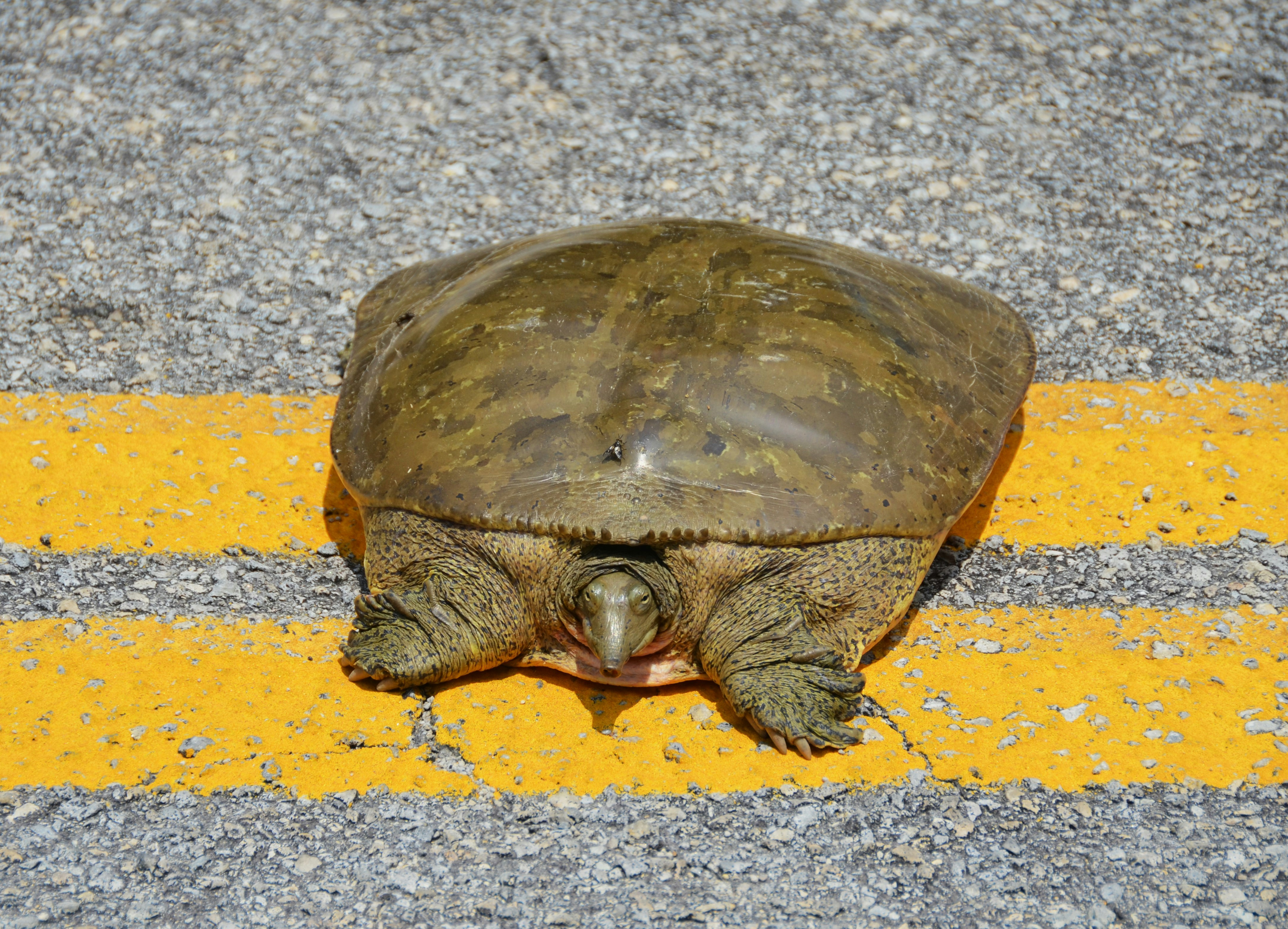 The Unexpected Roadblock: A Turtle's Journey