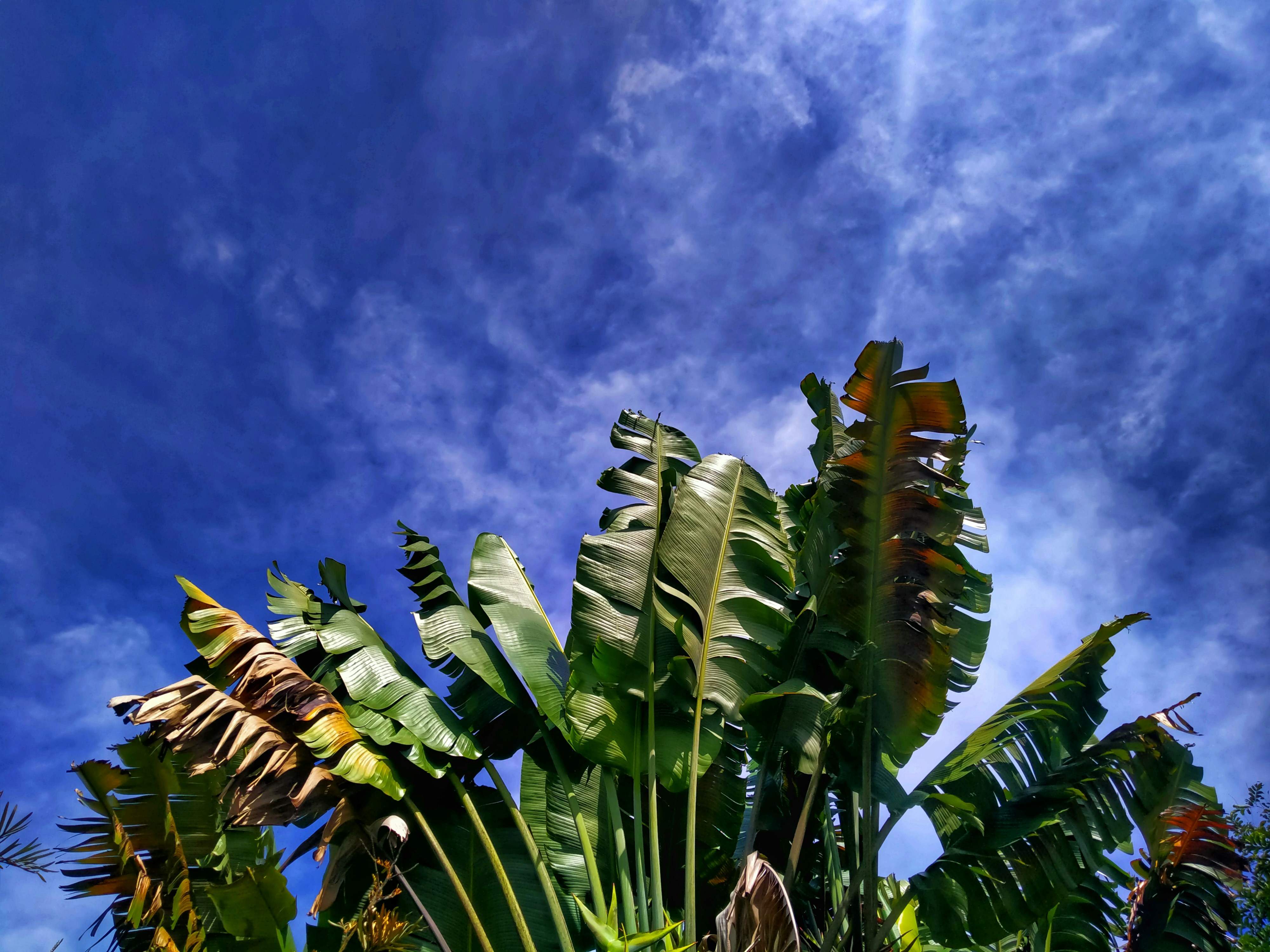 Lush green banana leaves reaching towards a bright blue sky, showcasing the vibrant contrast of nature.