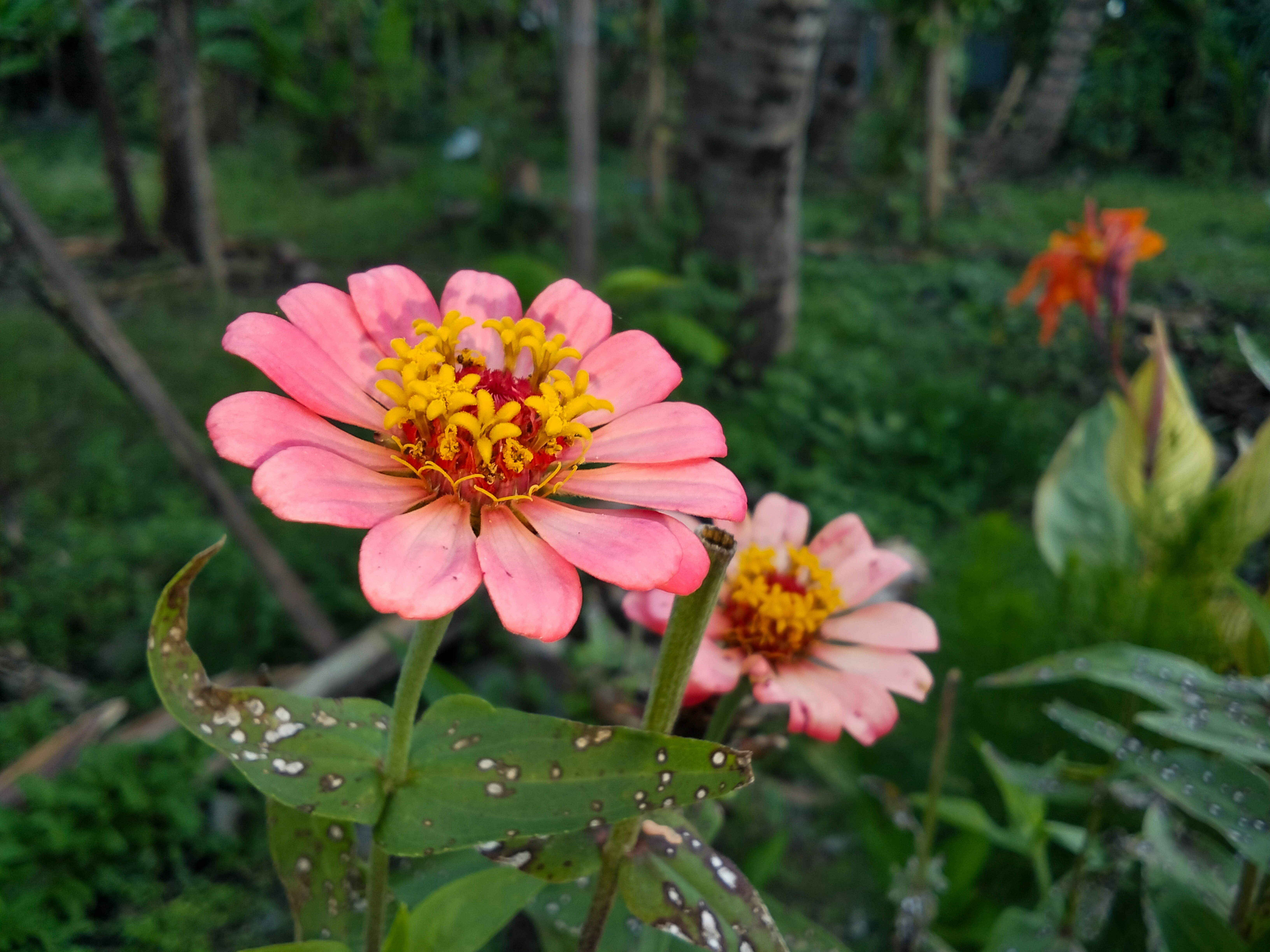 Sample photo from Oppo A3x