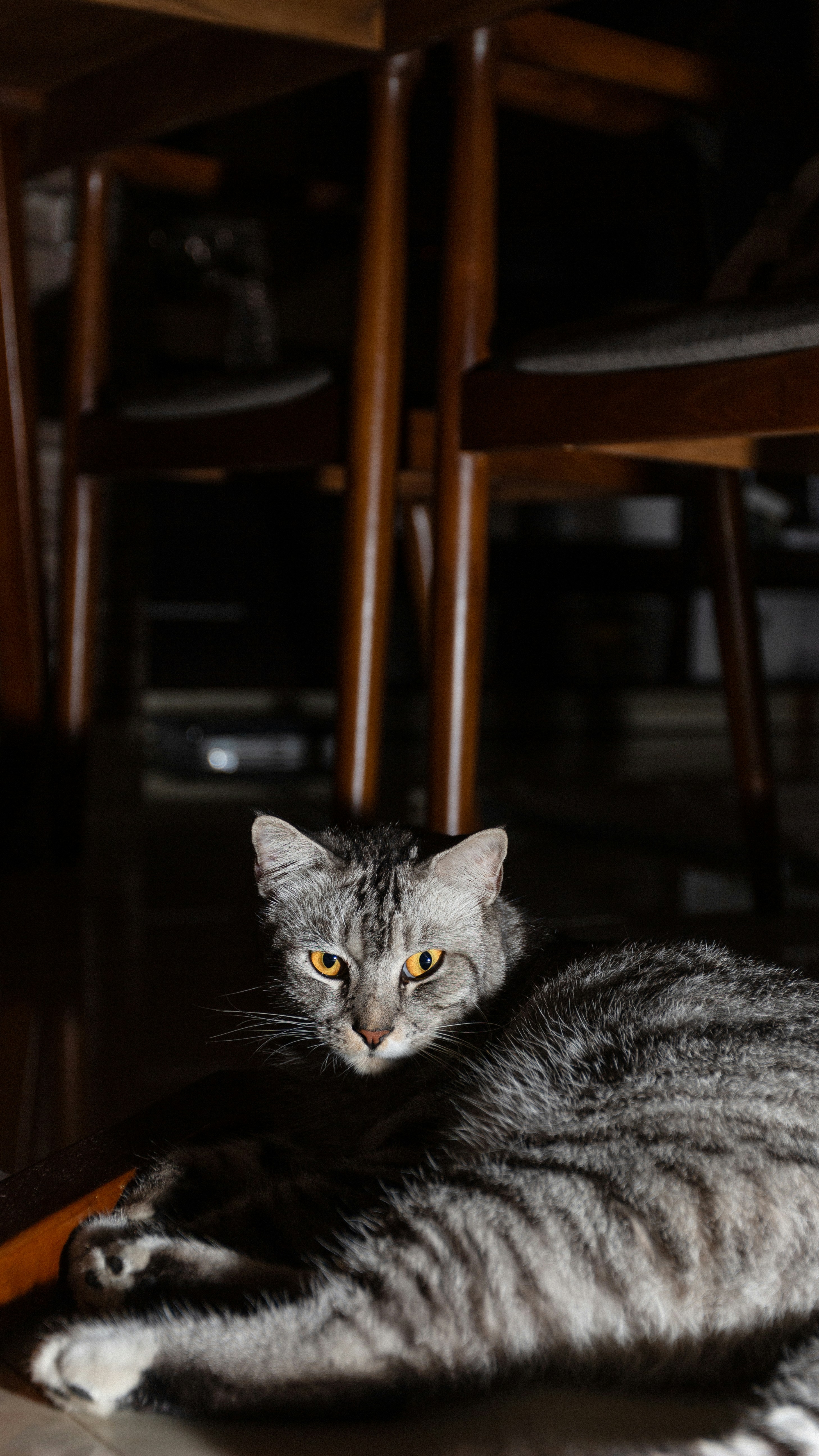 Whiskered Watcher in Shadows