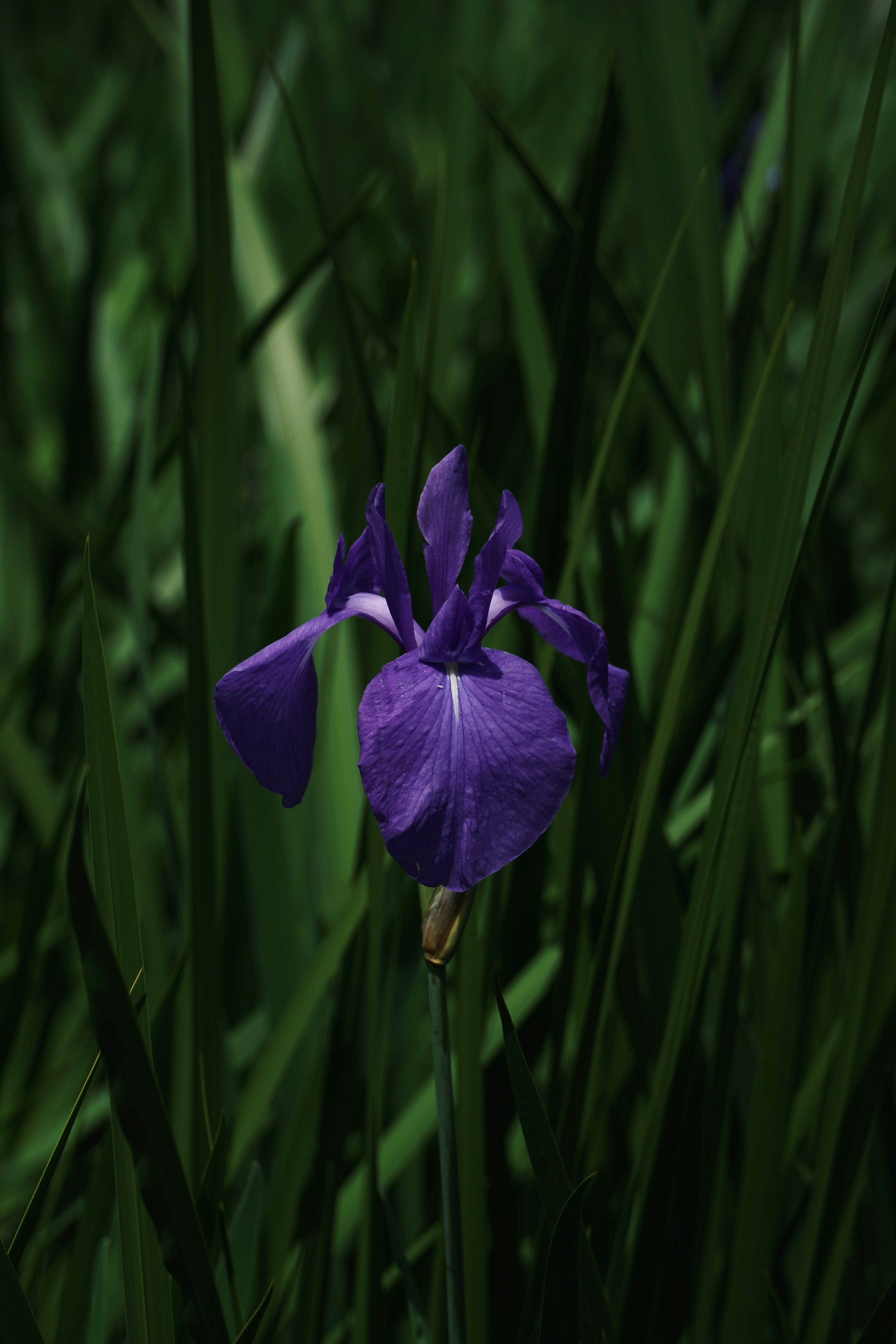 Deep Violet Iris Rising Through a Sea of Green