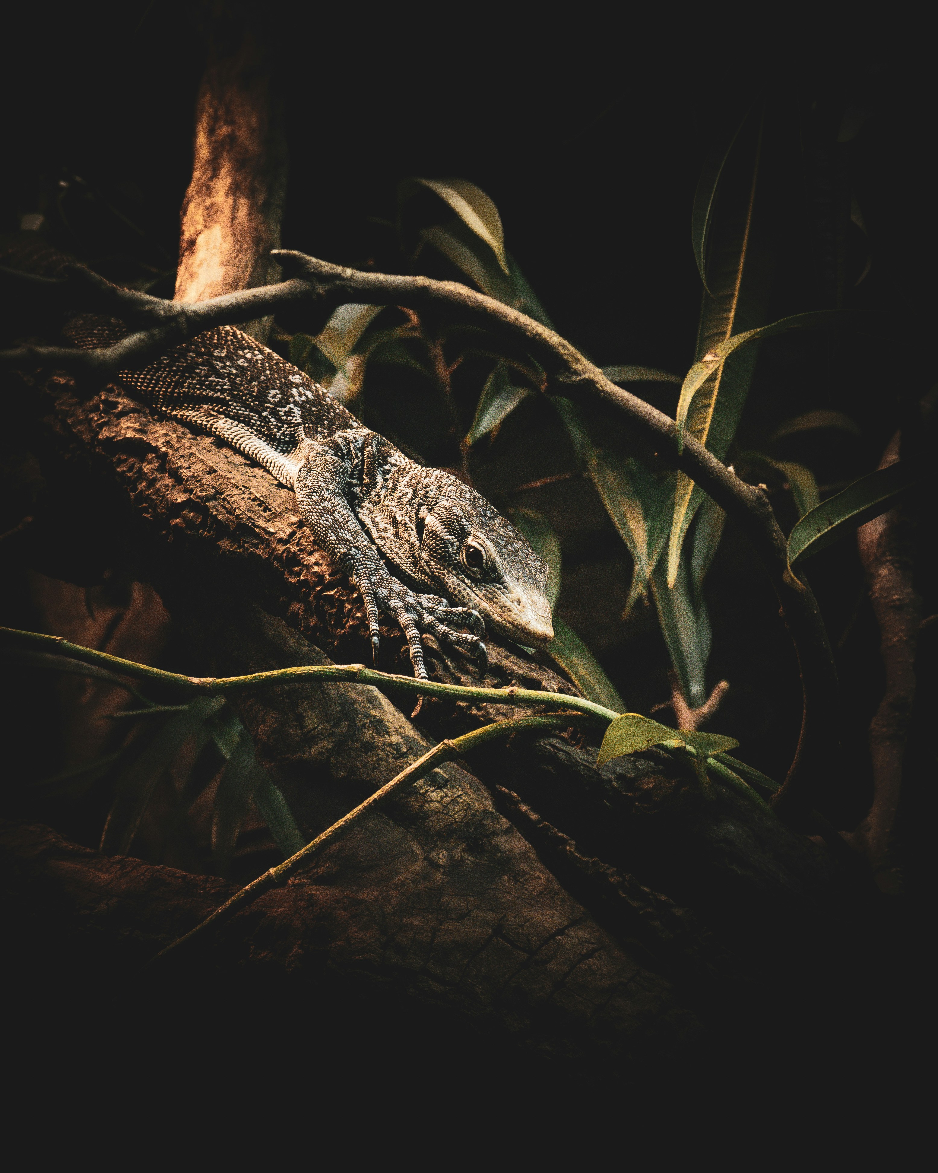 The Silent Sentinel of the Canopy