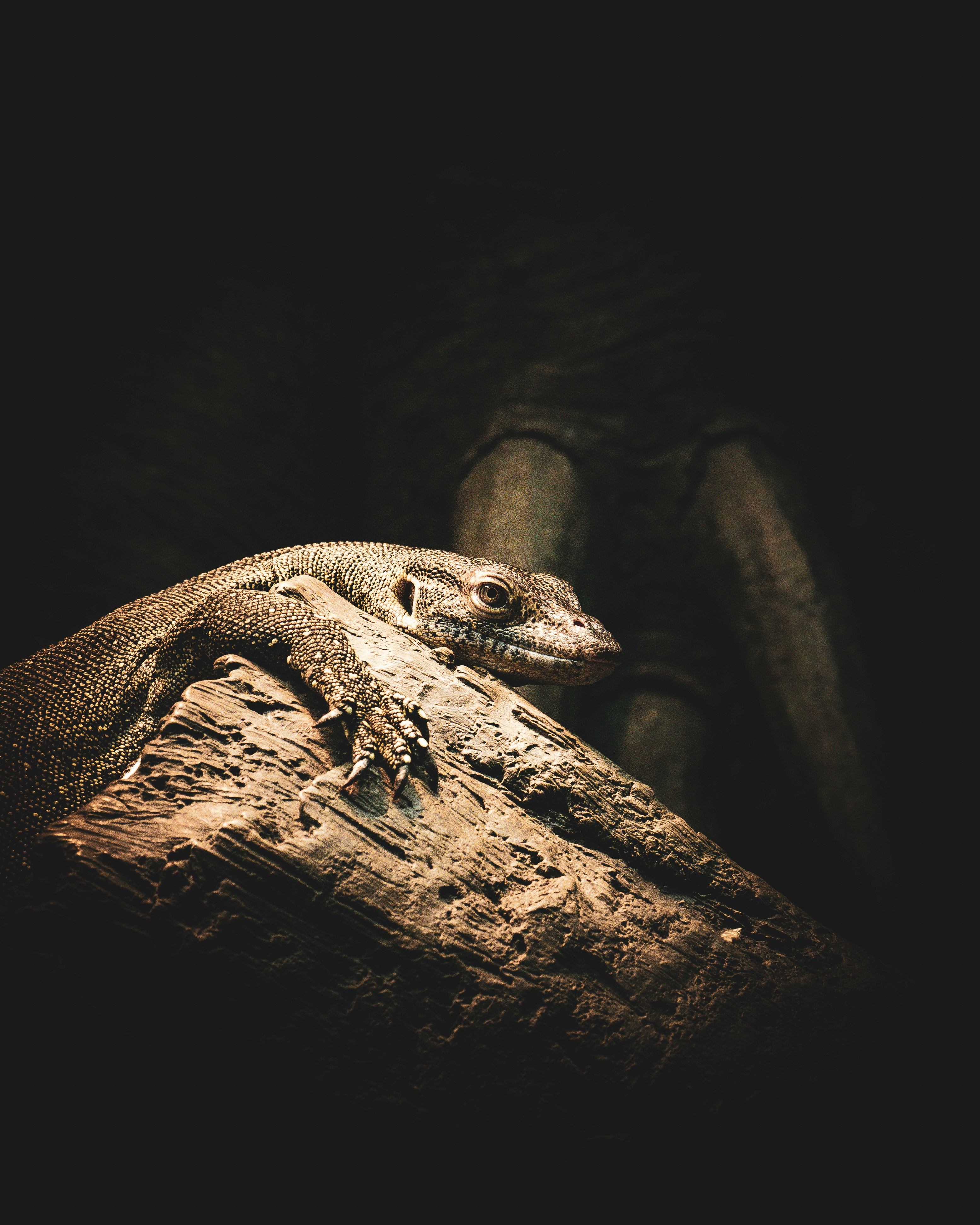 Spotlit Night Lizard on a Weathered Rock