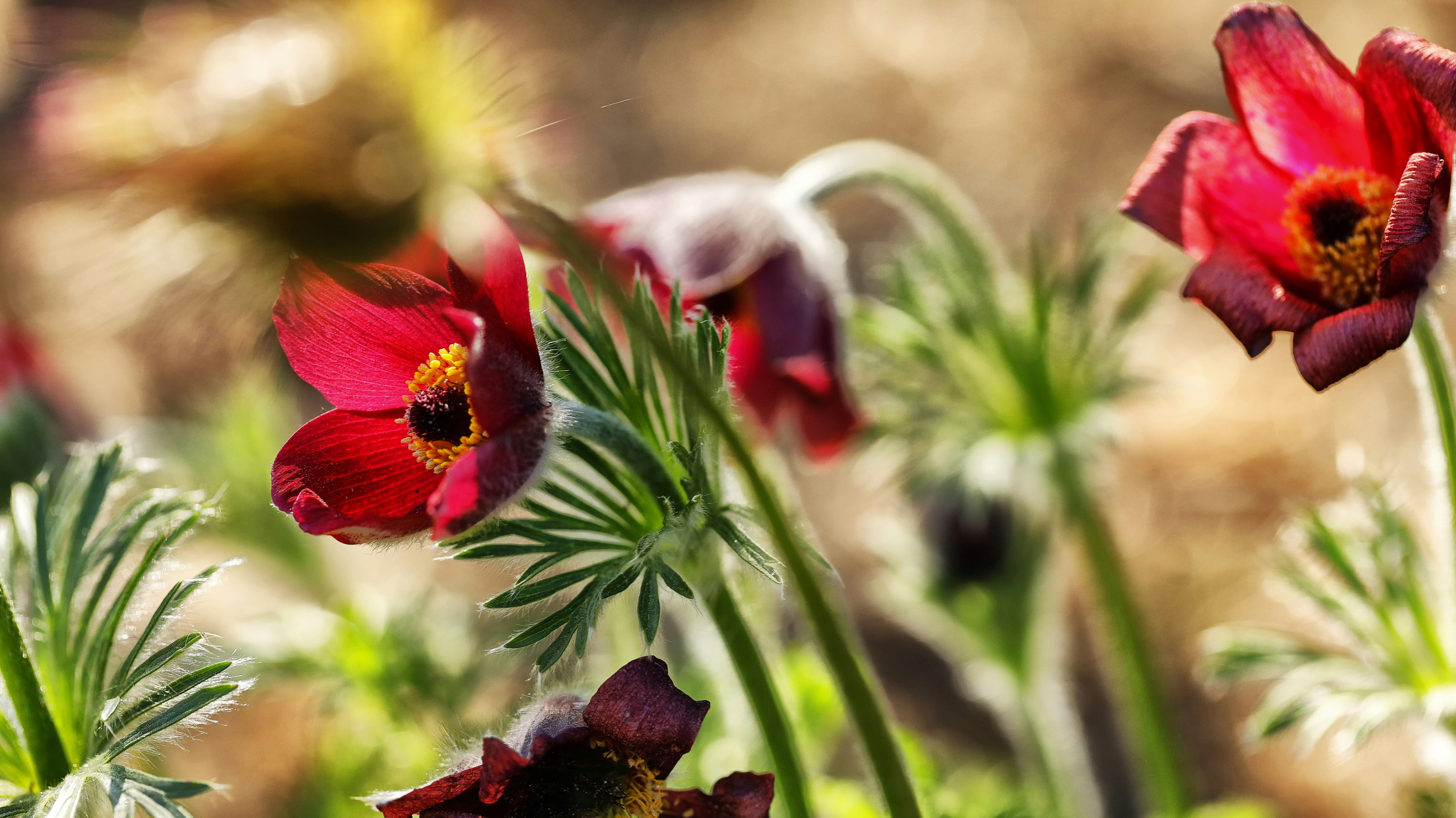 Crimson Macro: Petals in Focus Amid Soft Spring Blur