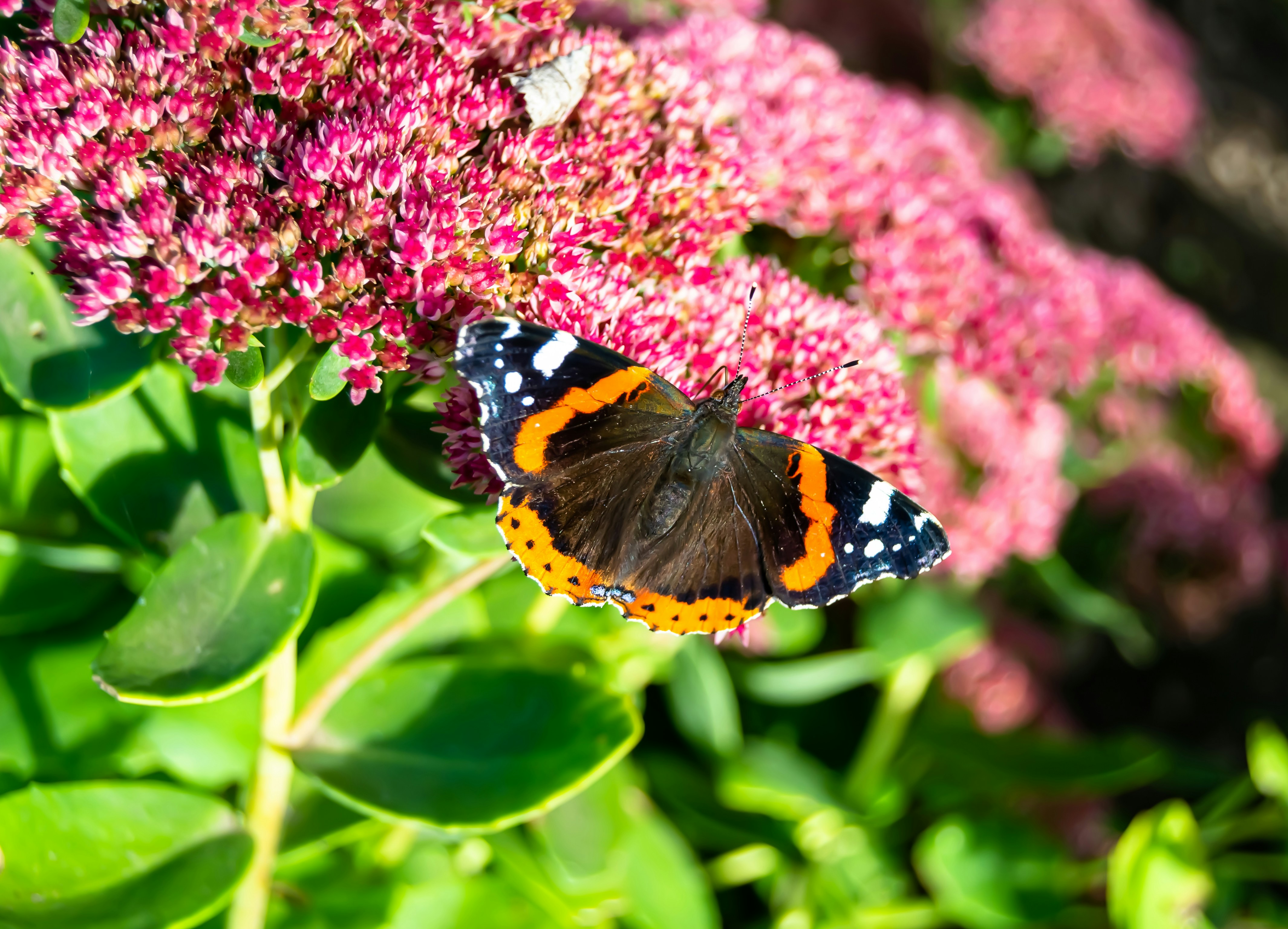 Red Admiral Alighting on a Pink Flower Cluster