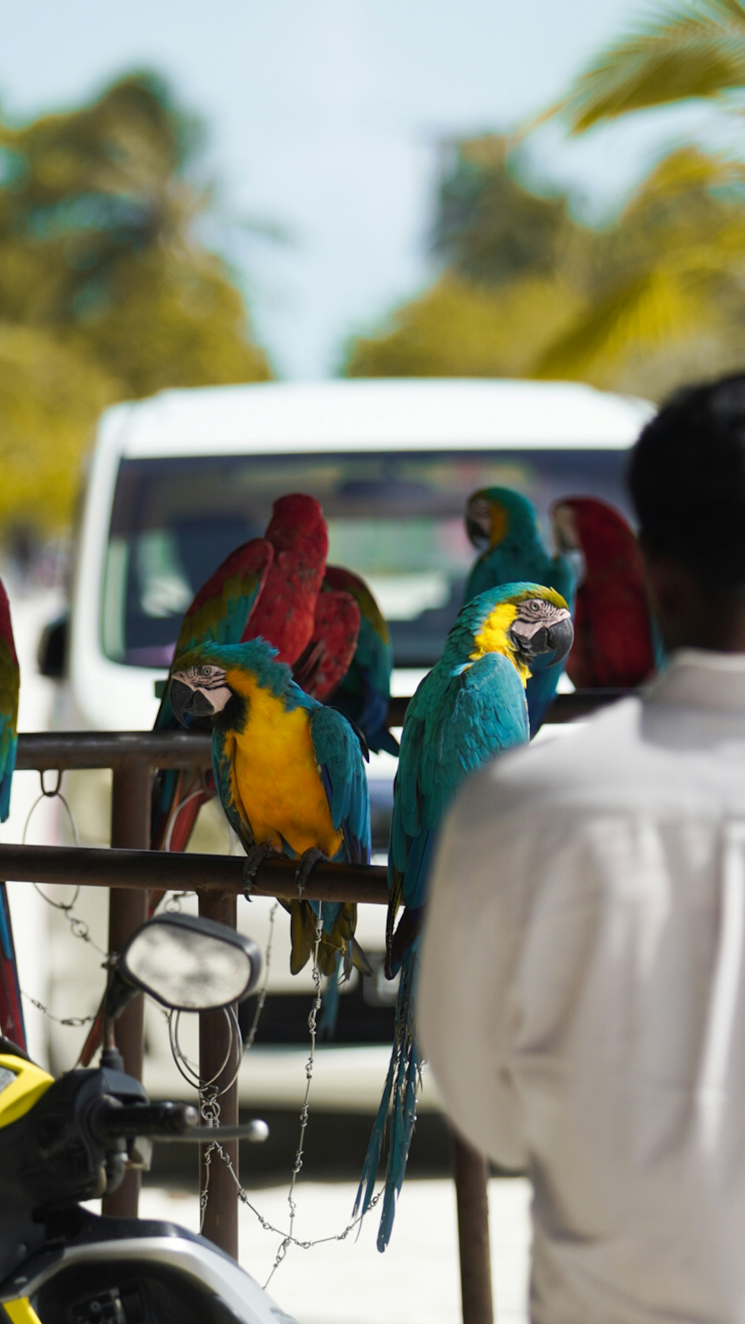 Parrots on a Sunny Urban Railing: A Banner of Blue, Gold, and Red