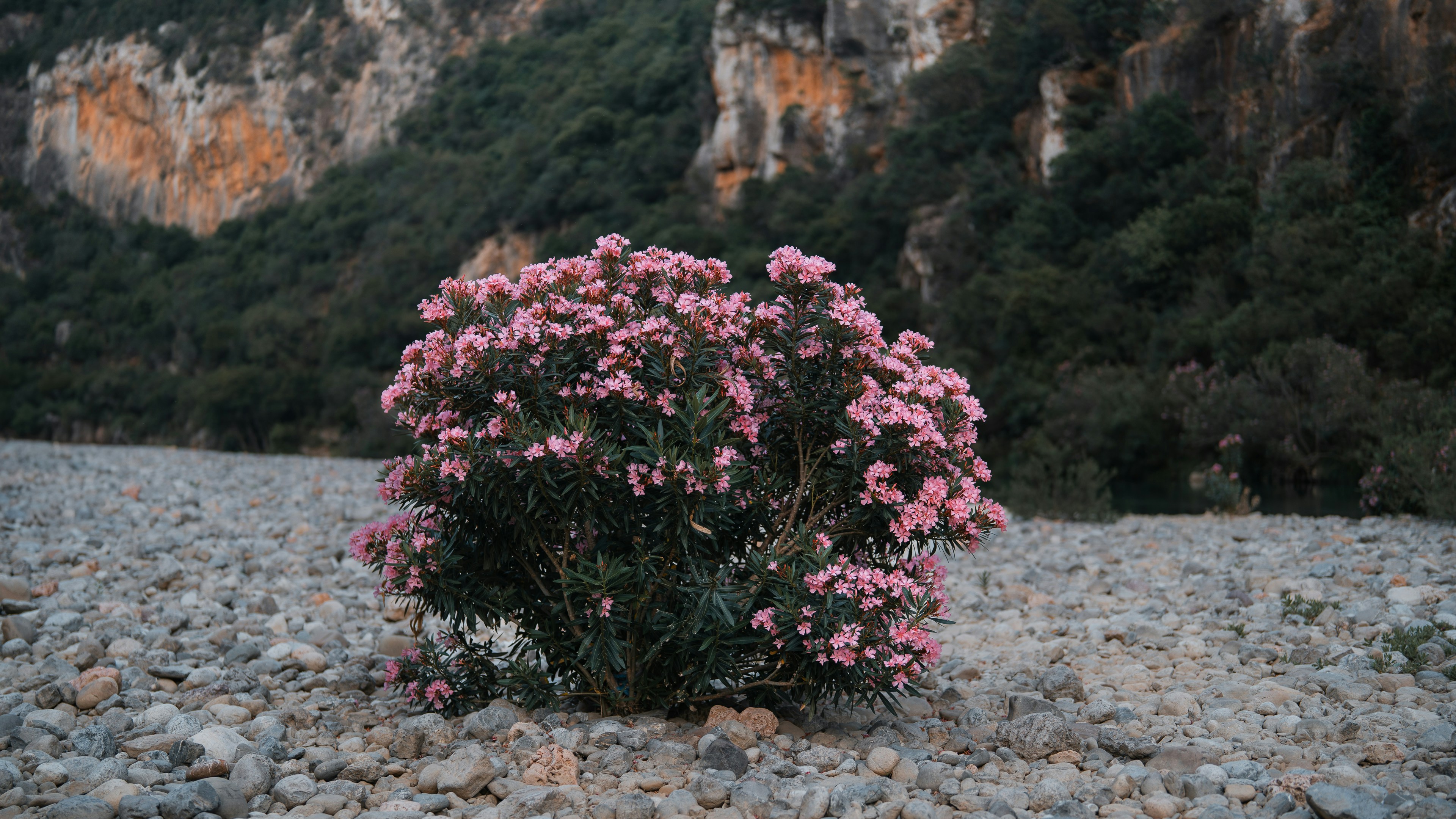 Pink-bloom shrub on a pebble beach beneath rugged cliffs
