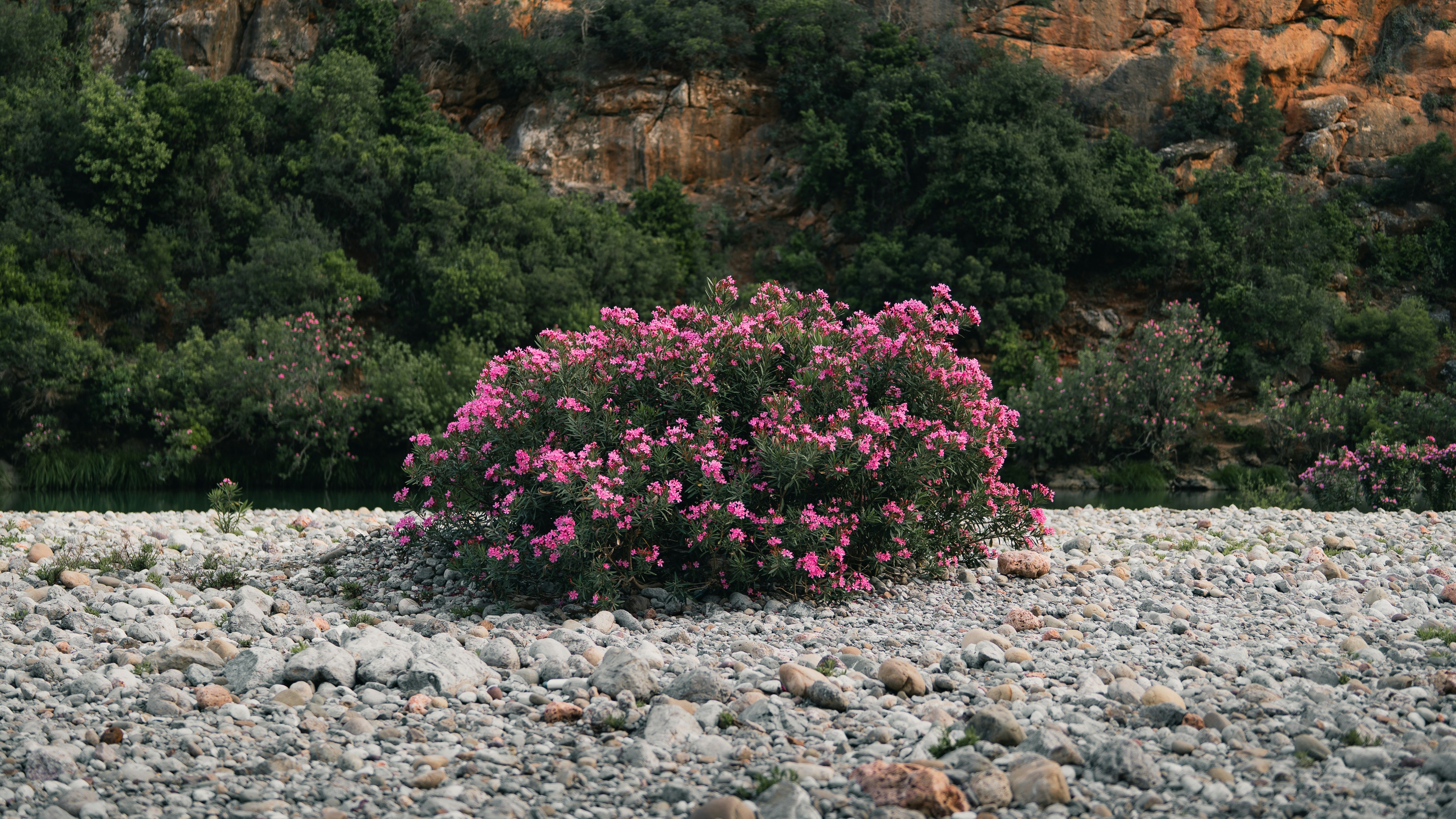 Pink Blooms on a Pebble Riverbank
