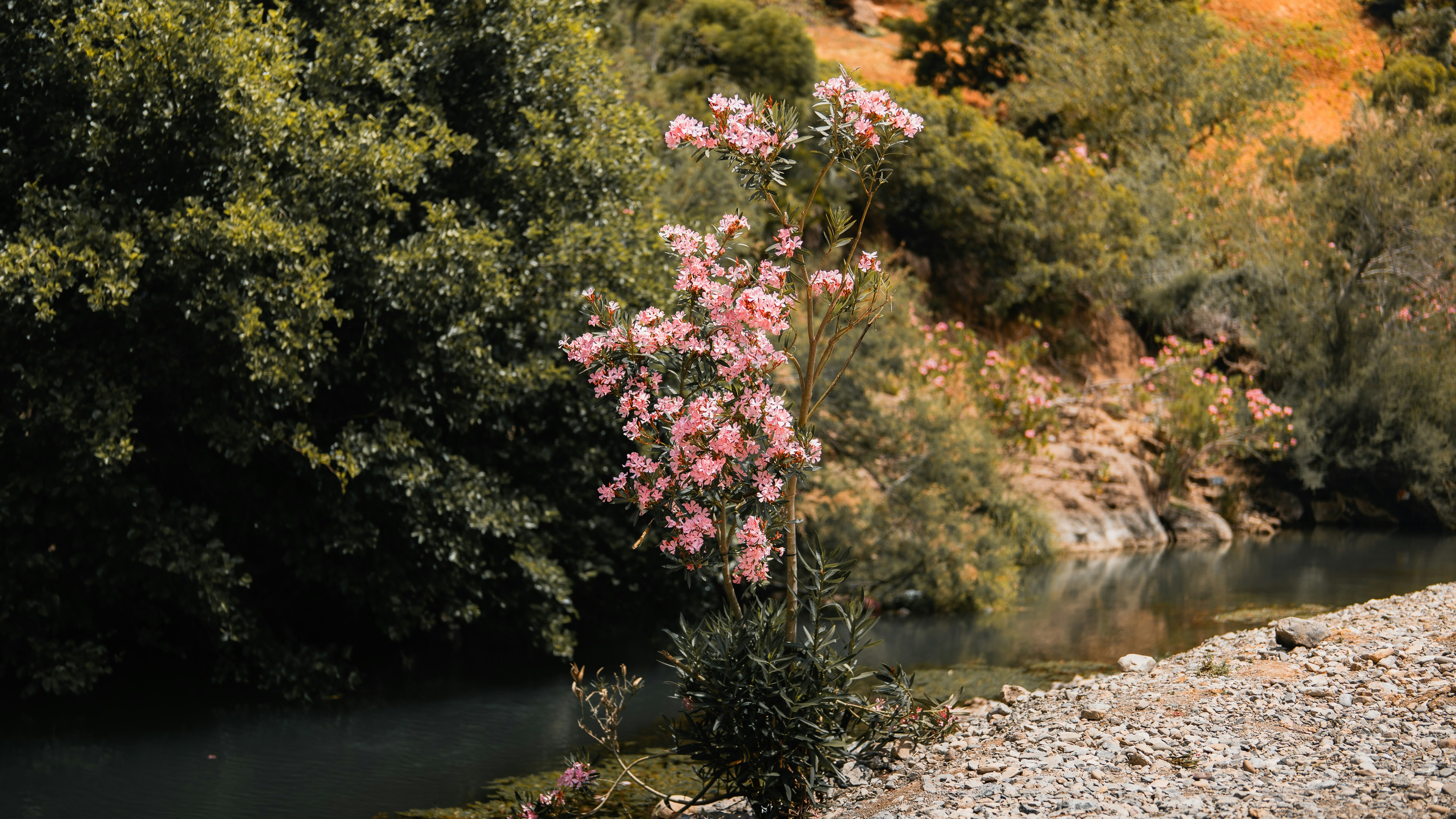 Solitary Pink Bloom Anchors a Rugged Riverside