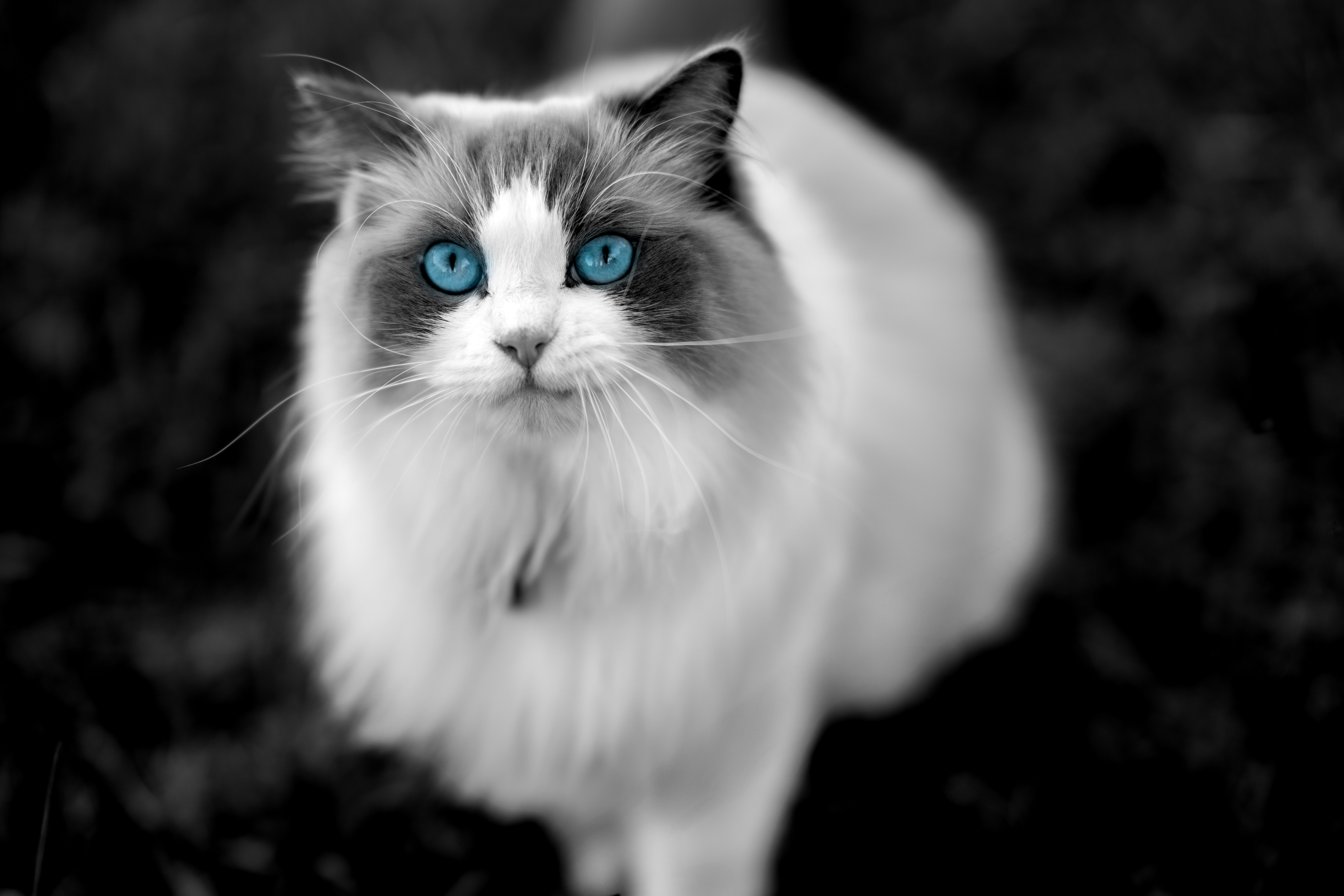 A beautiful cat with piercing blue eyes.