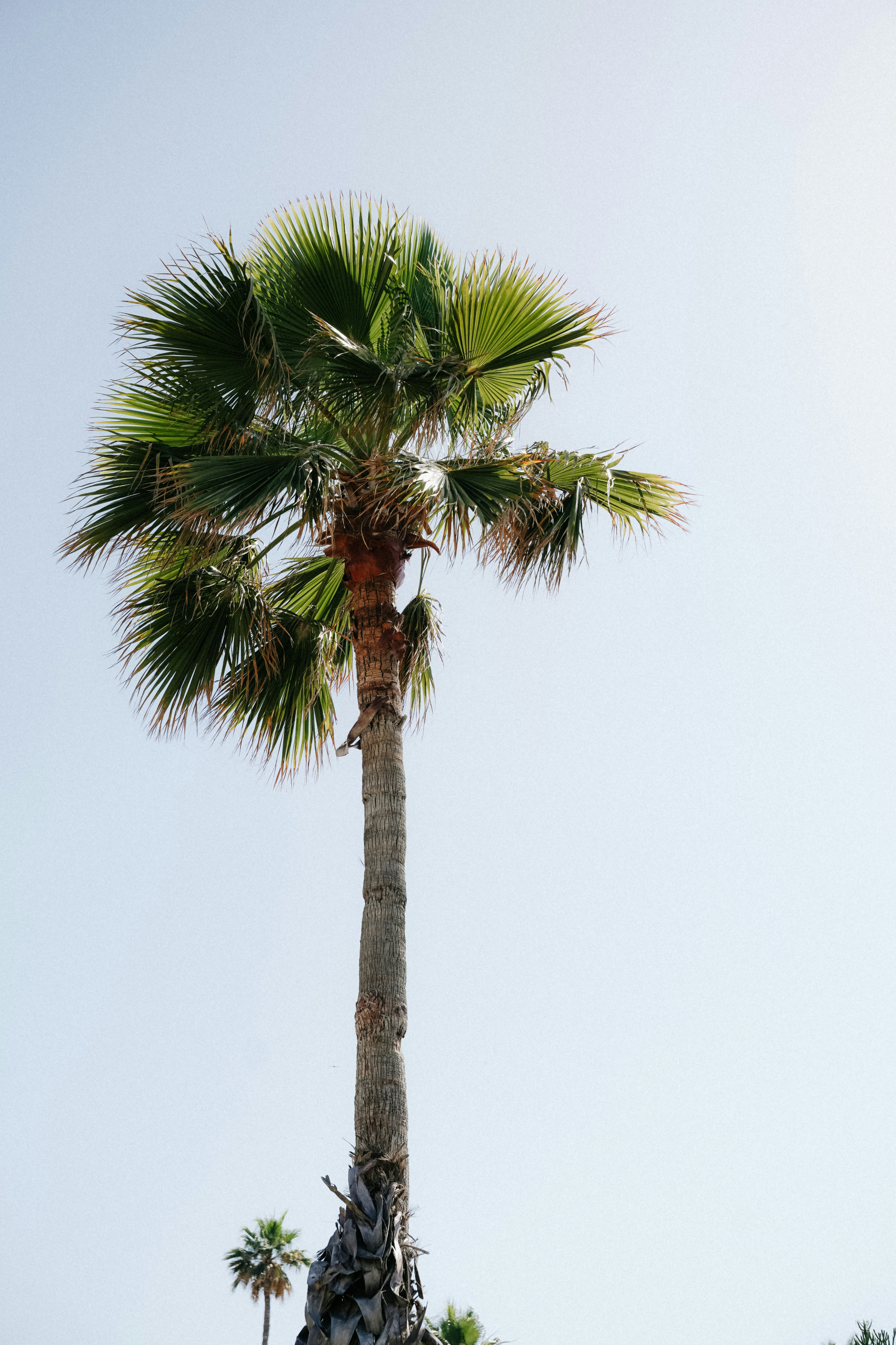 Tall palm tree with lush green fronds against a clear blue sky. The scene evokes a sense of tranquility and warmth.