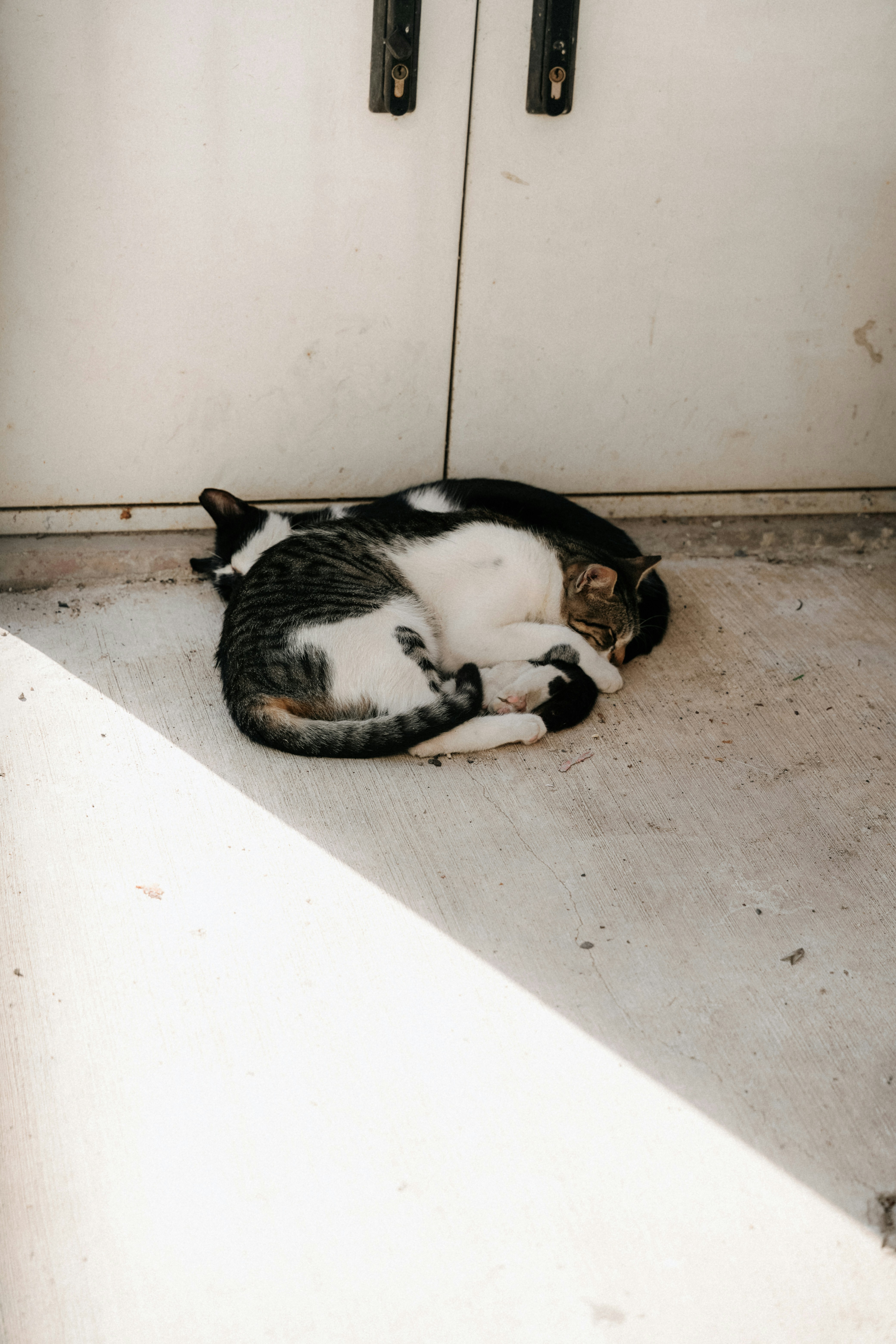 Two cats curled up together on a concrete surface, basking in a shaft of sunlight near a door.