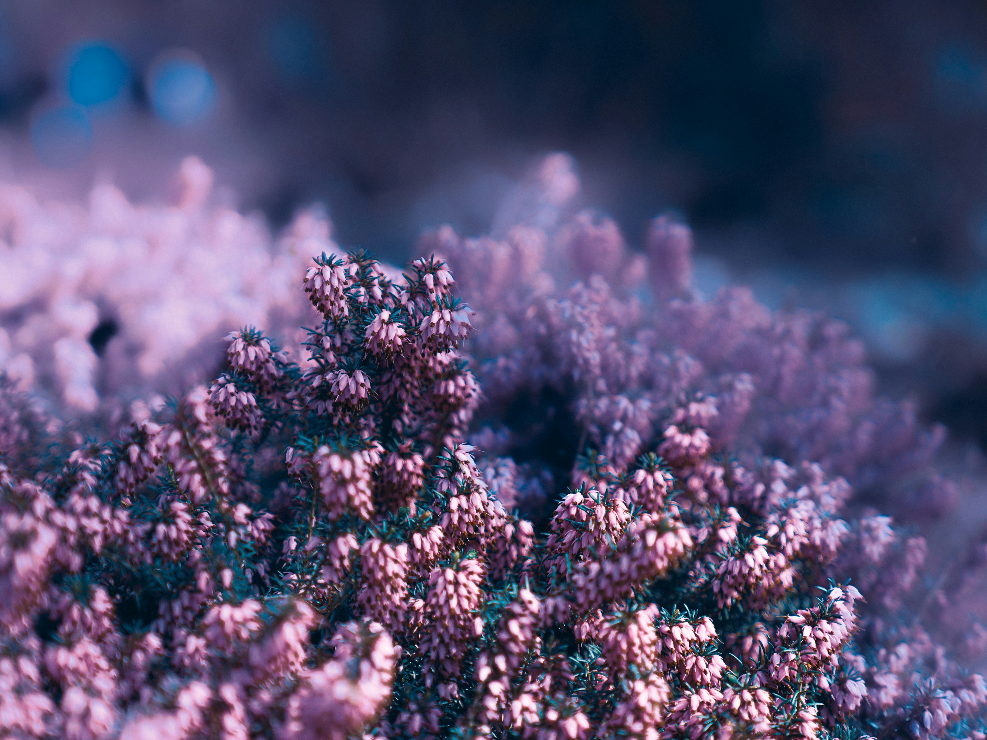 Purple flowers bloom beautifully in the sunlight.