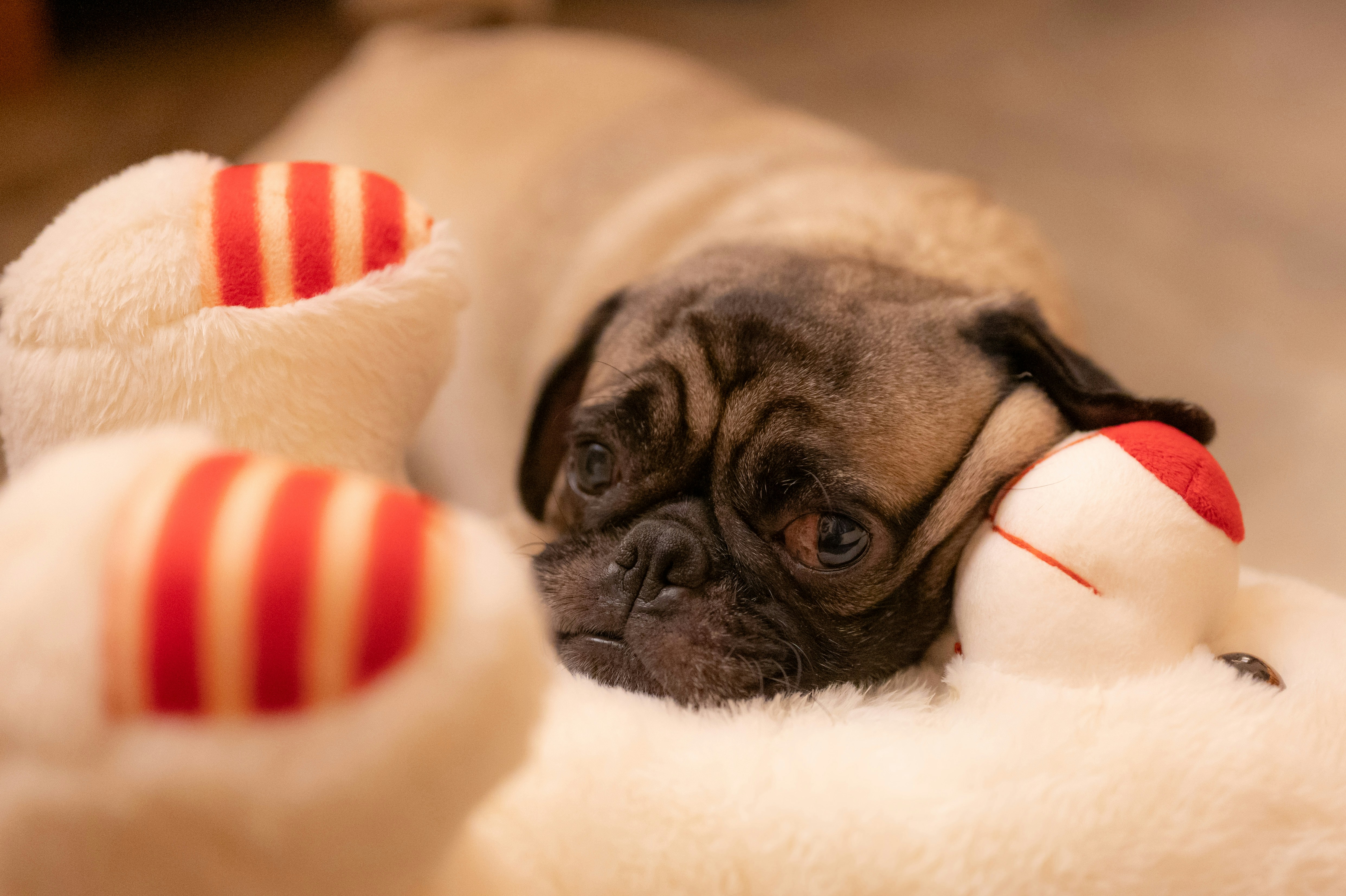 Pug resting its head on a plush toy, exuding a sense of comfort and tranquility.