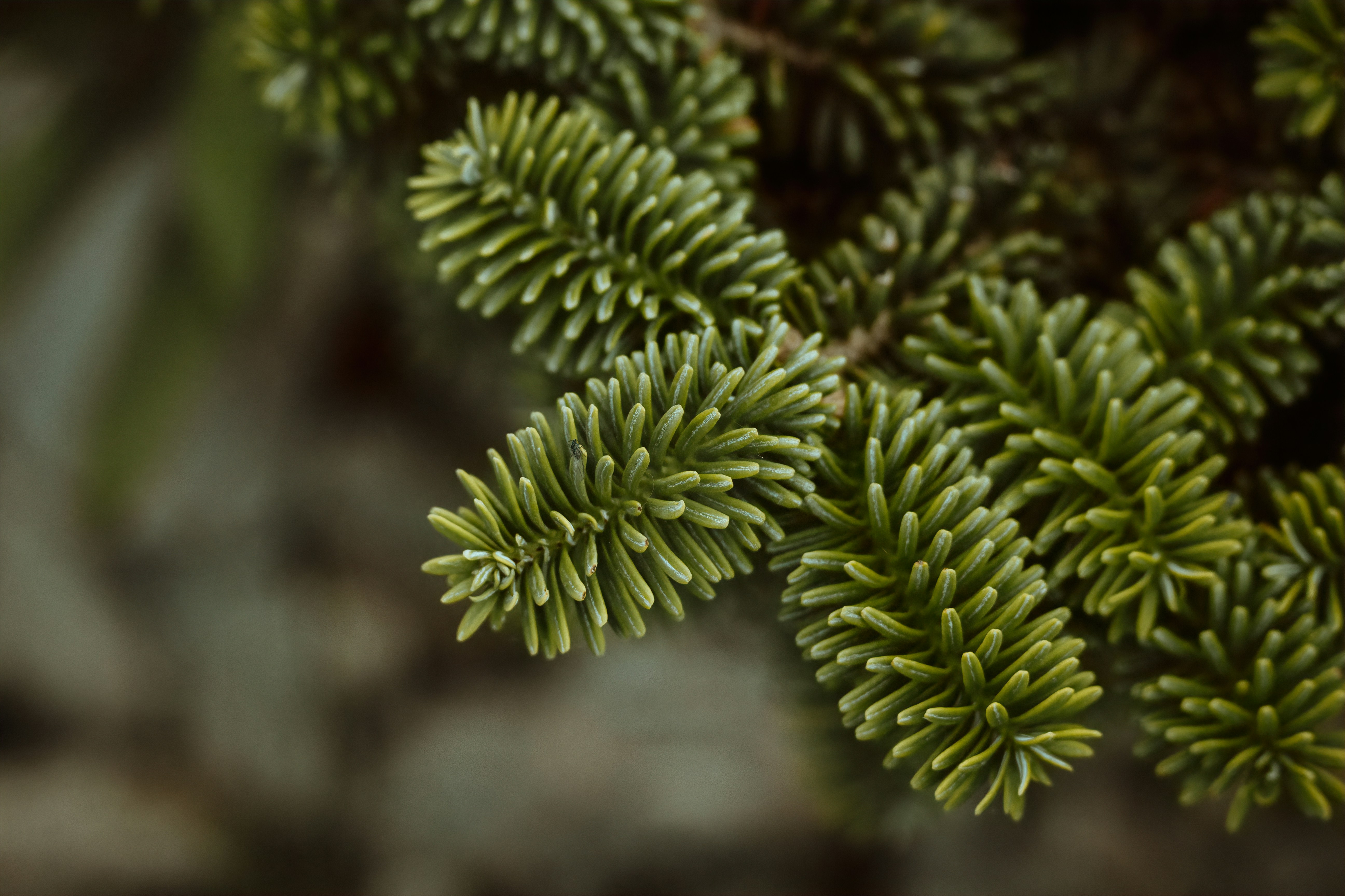 Close-up shows detailed view of evergreen needles.