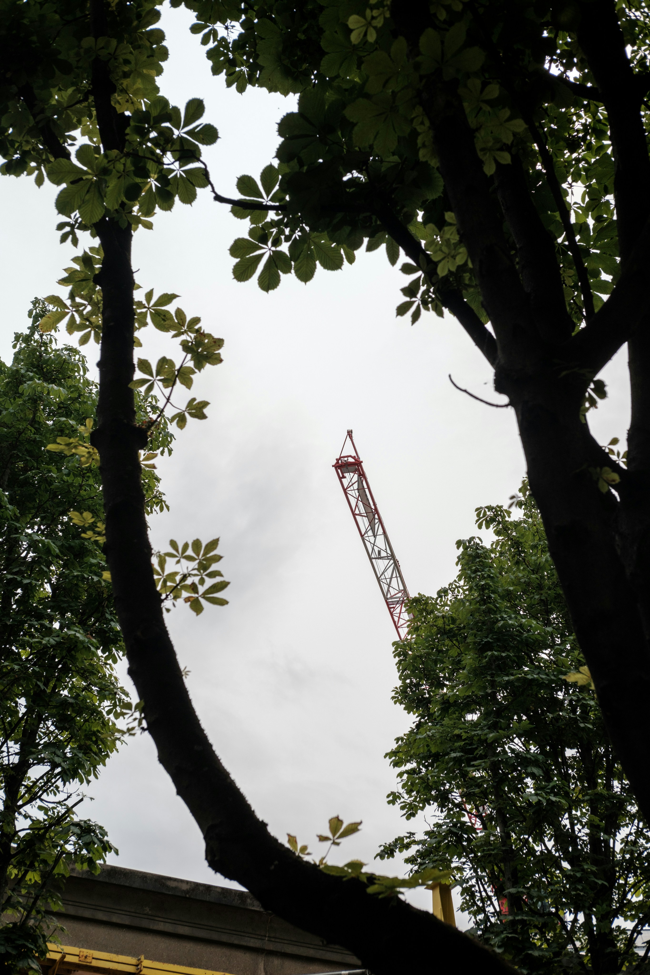 Crane peeking through tree branches and the overcast sky.