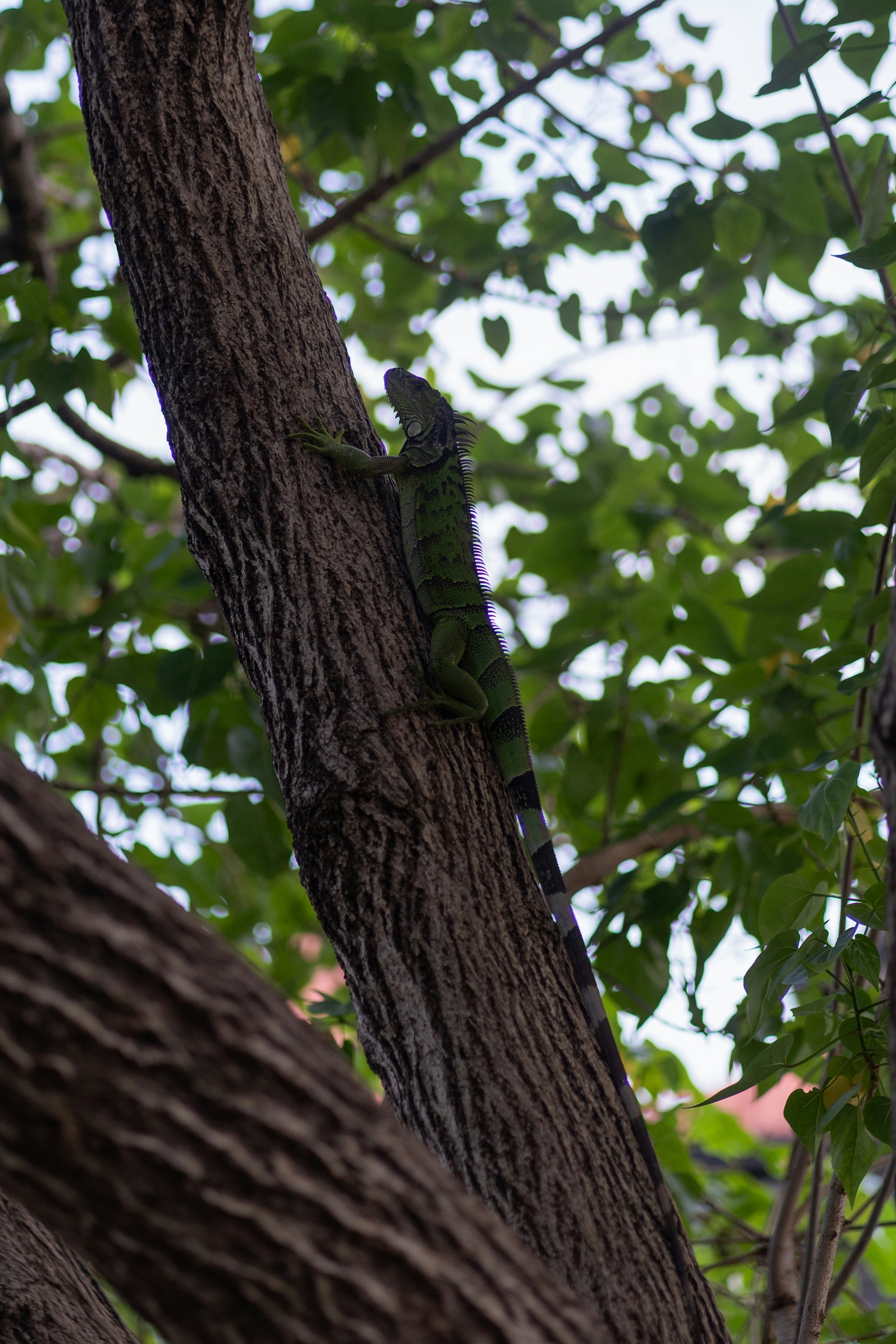 Camouflaged Climber: Green Iguana on a Sunlit Tree Trunk