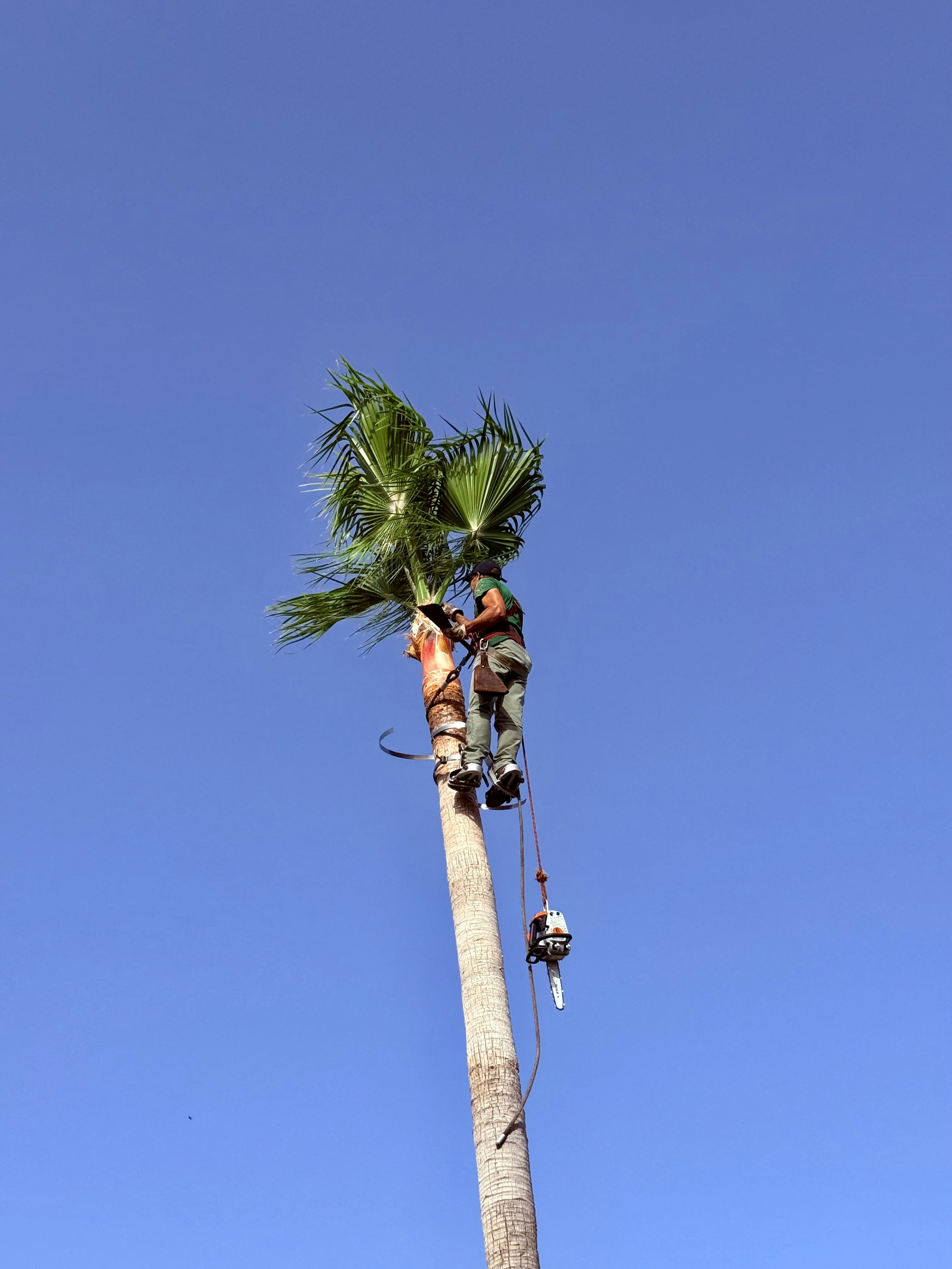 Climbing Palm: a duo of climbers and sky