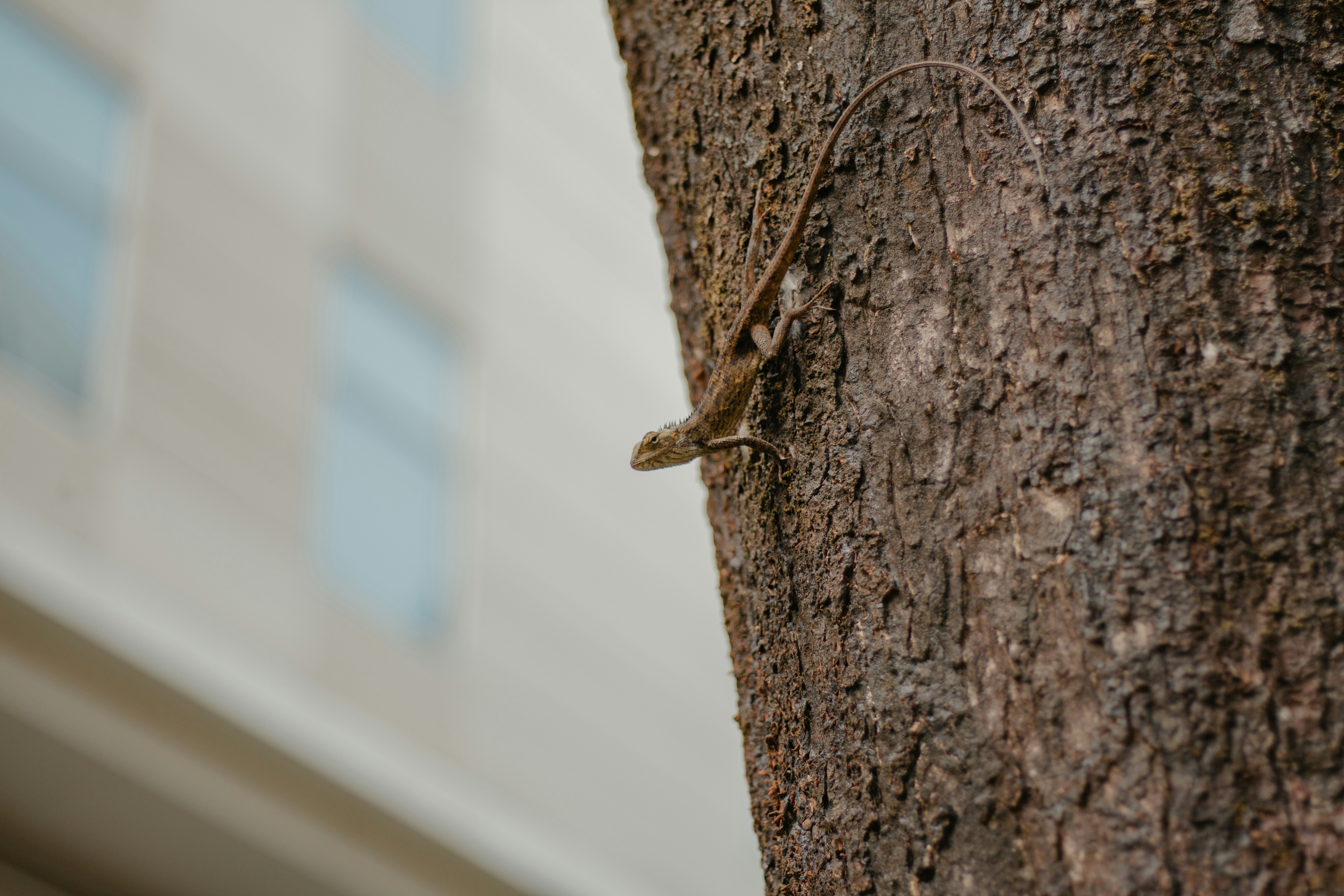 A lizard navigating the textured bark of a tree, blending seamlessly with its surroundings. The urban backdrop adds a contrasting element to this moment of nature.
