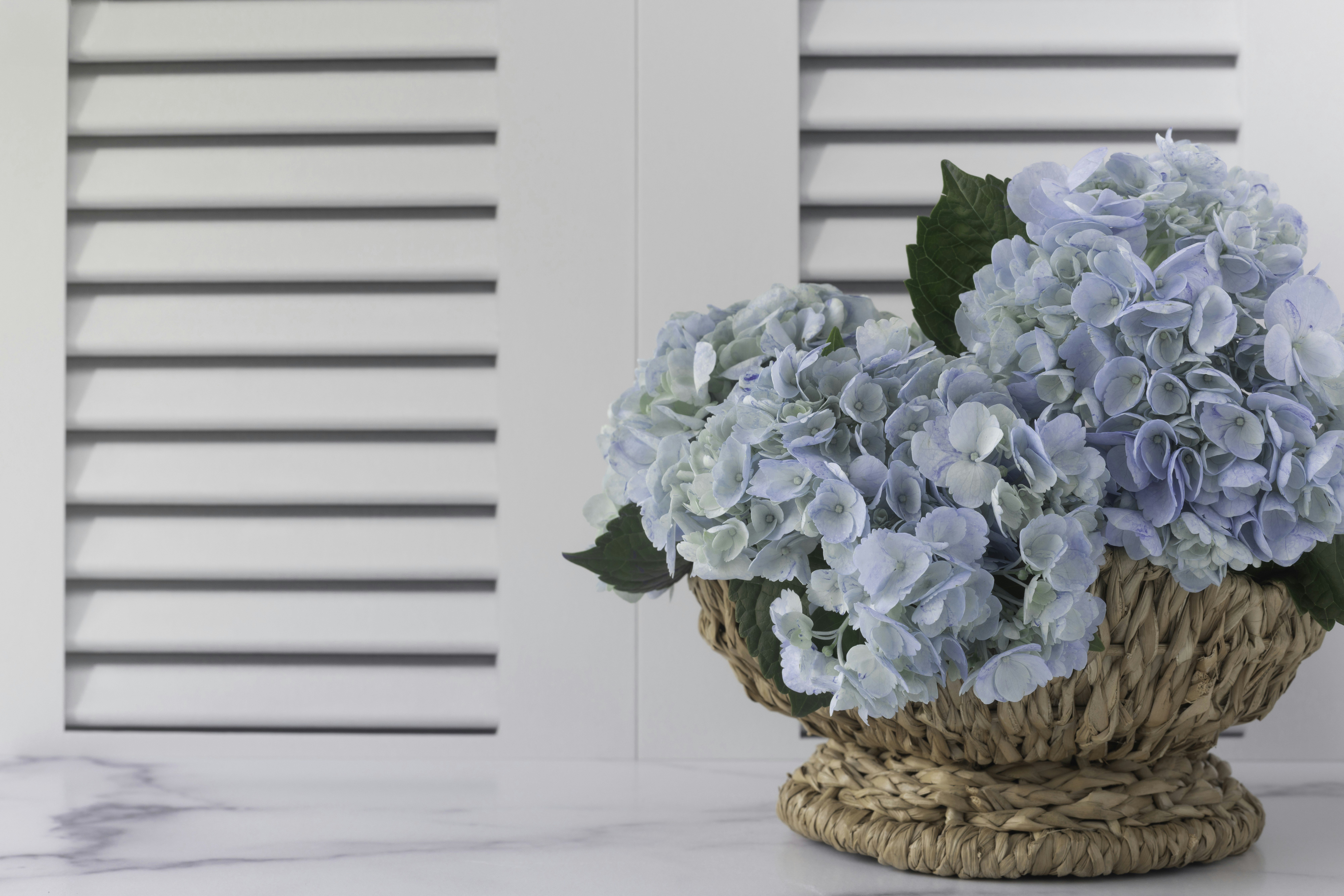Blue Hydrangea