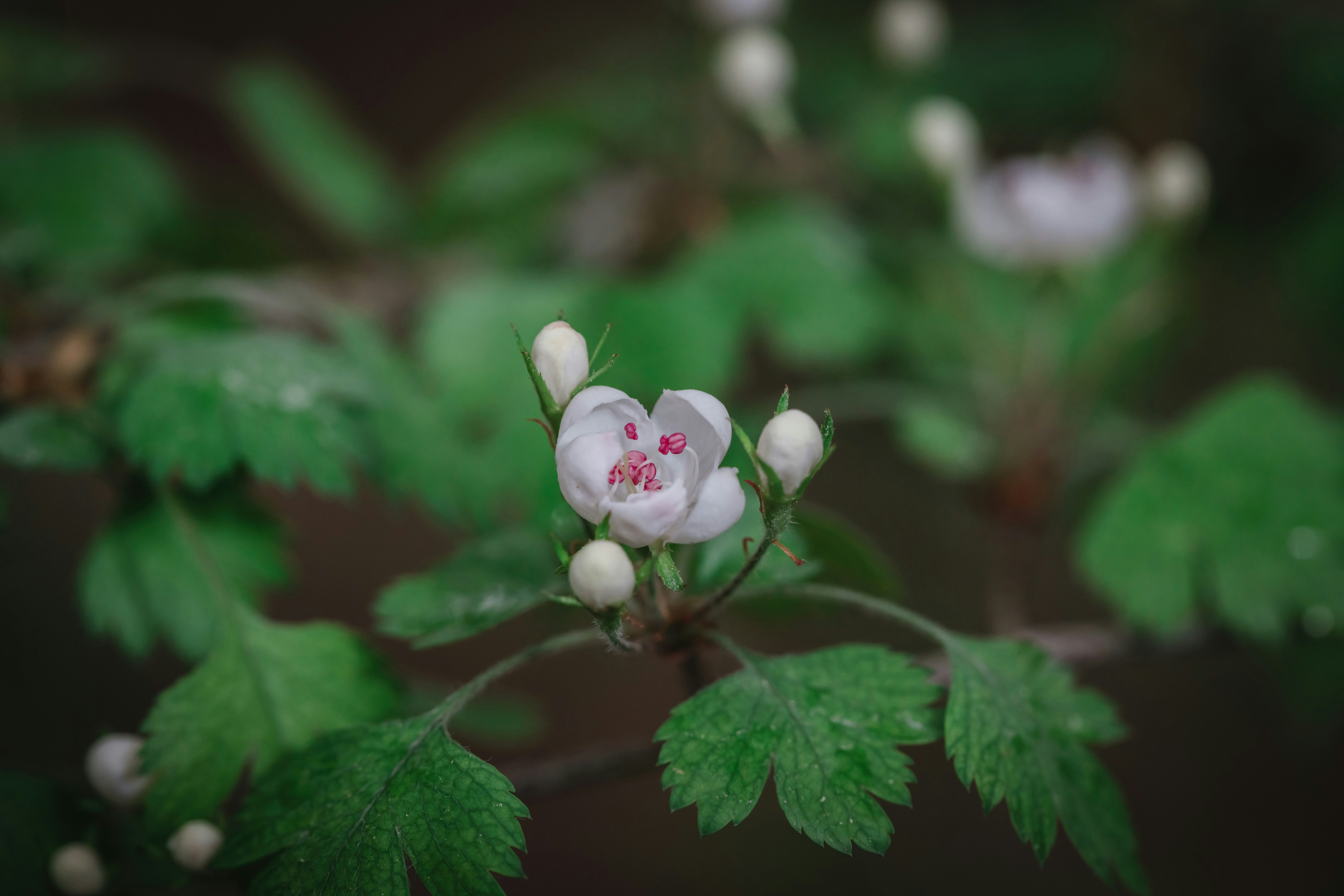 Tiny White