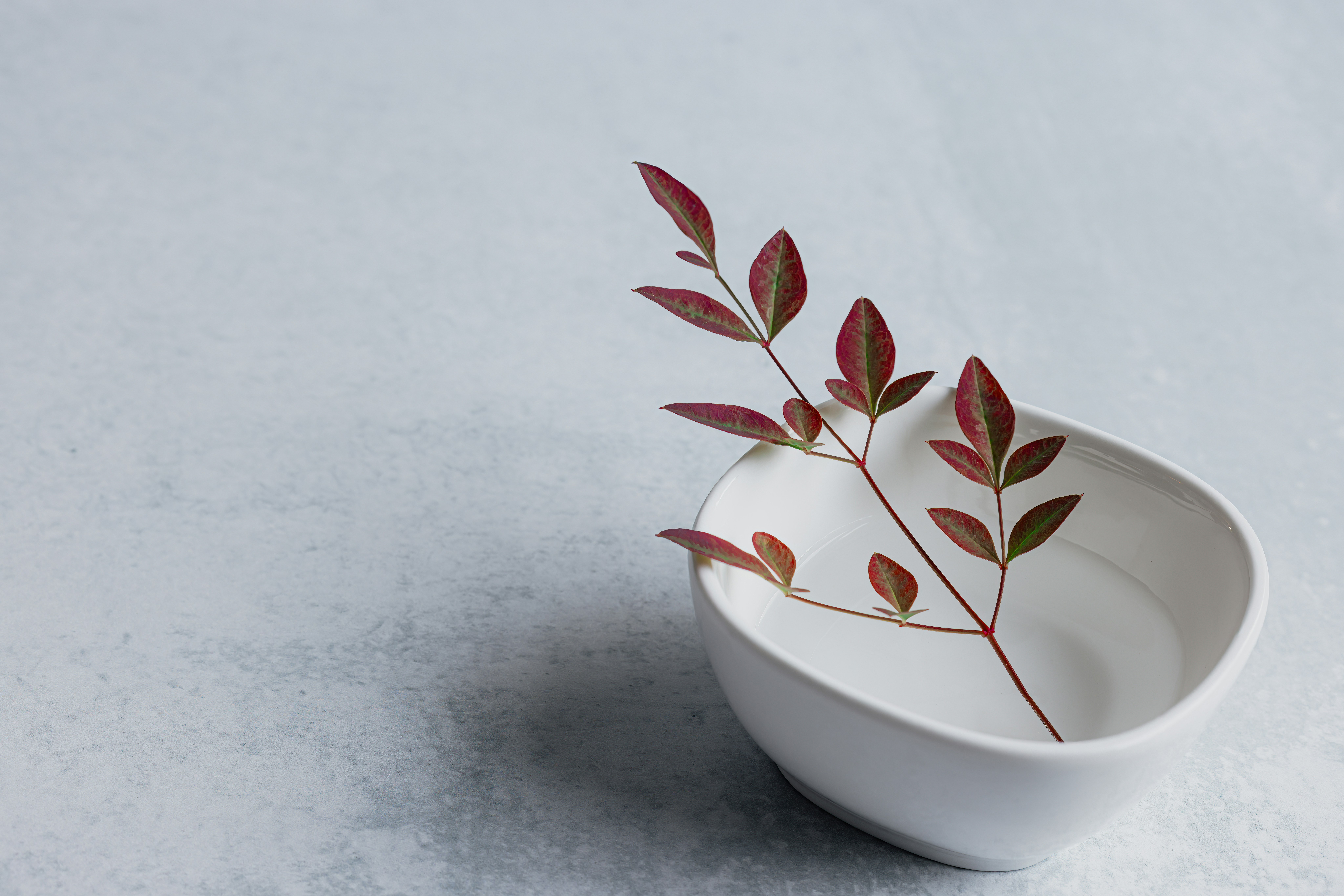 Crimson Fronds Draped Across a Quiet White Bowl