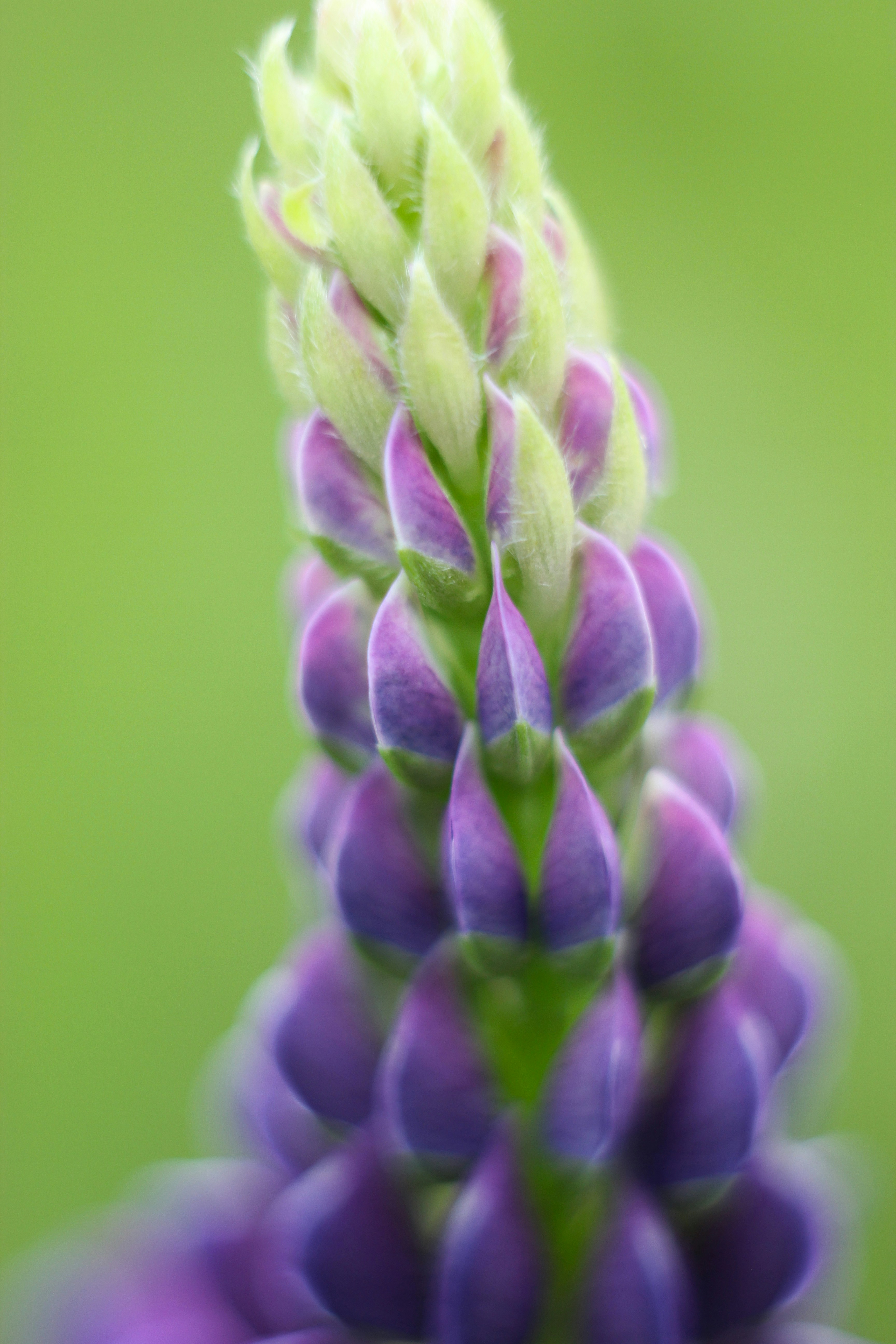 Lupine Spiral in Mint: A Macro Portrait of Violet Buds