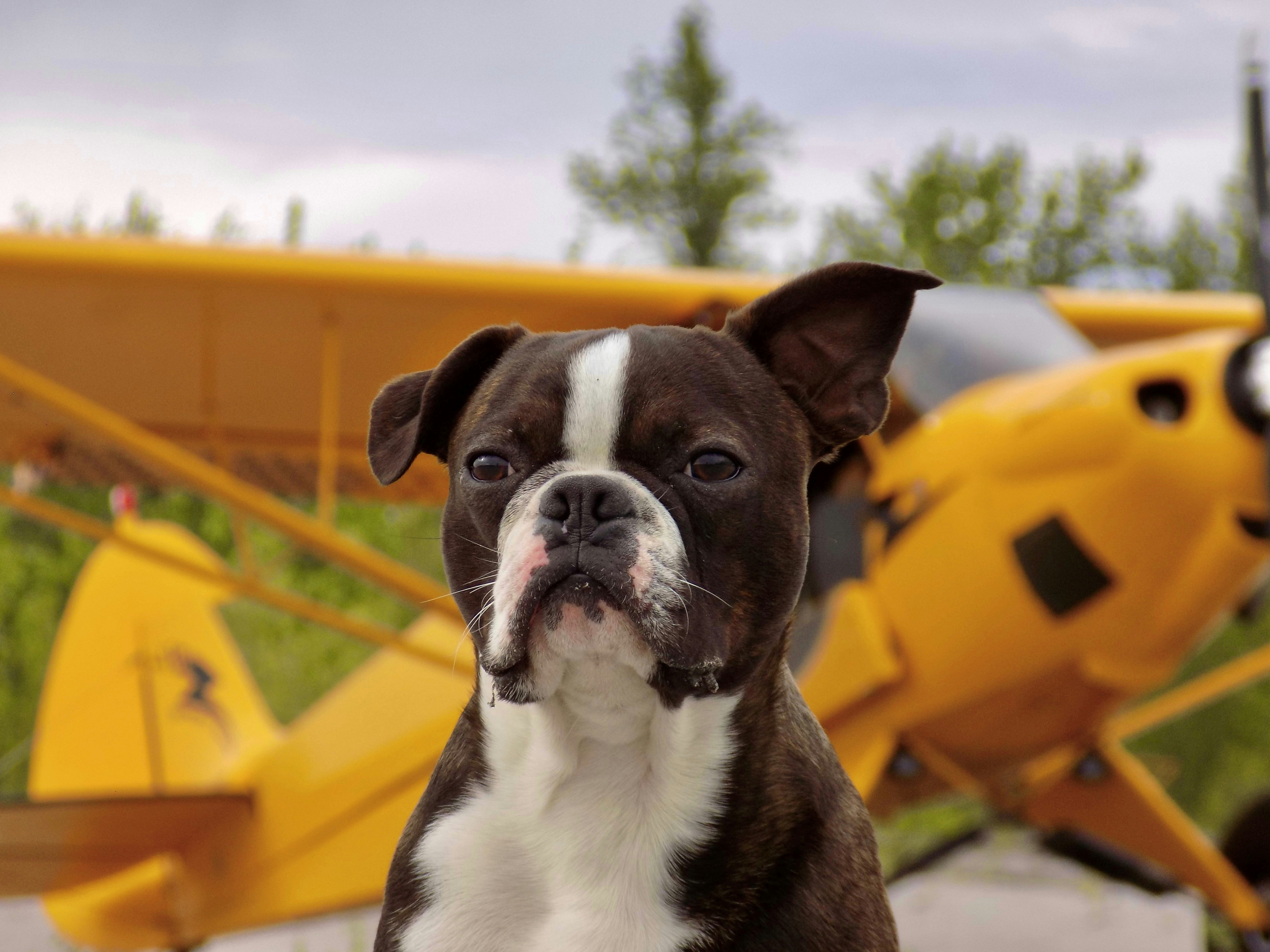 Clark - Boston terrier